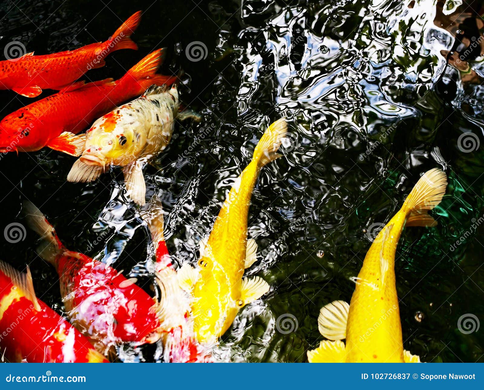 Japanese carp stock image. Image of pretty, beautiful - 102726837