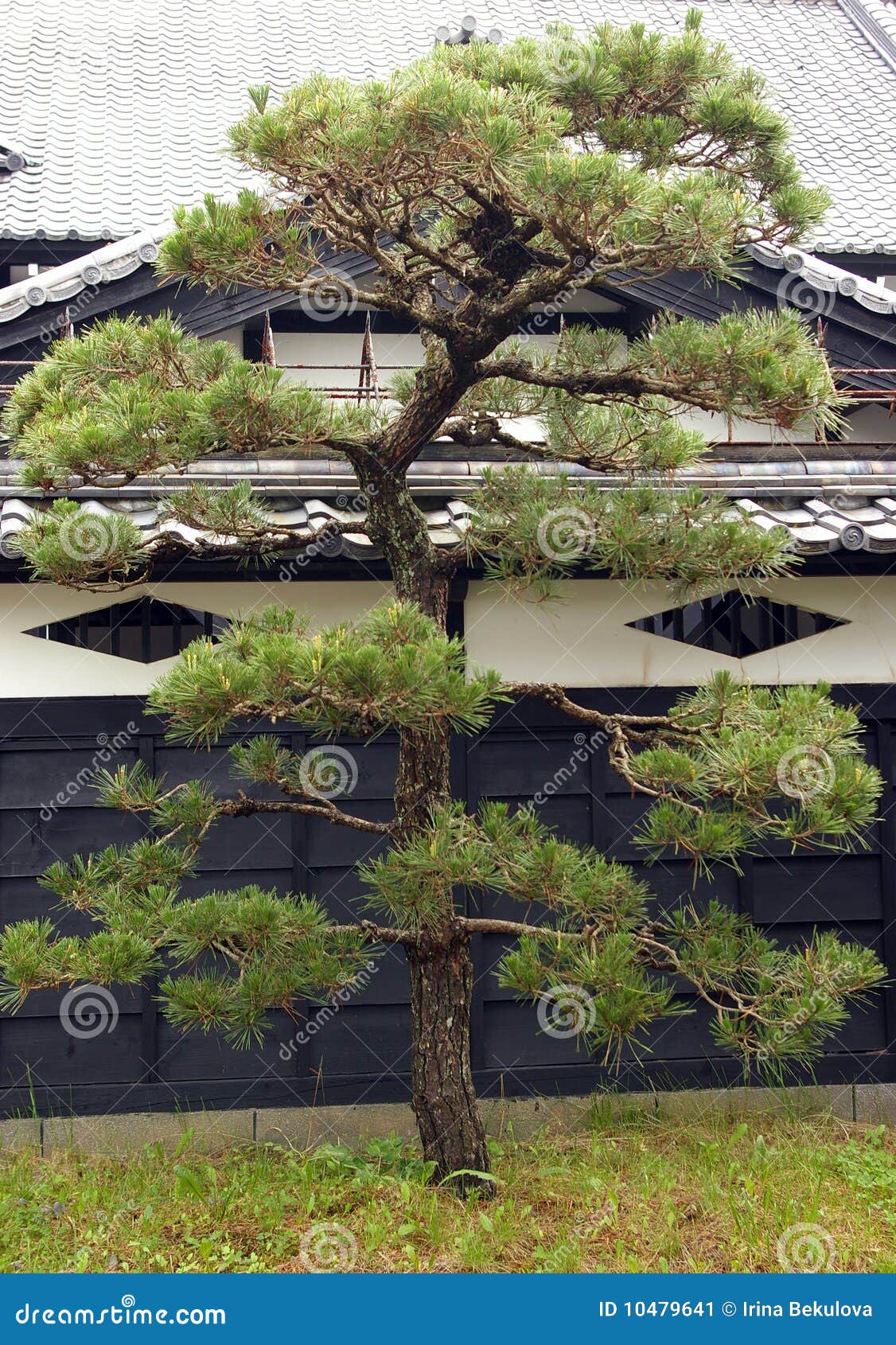 Japanese cedar stock image. Image of cedar, decorative - 10479641