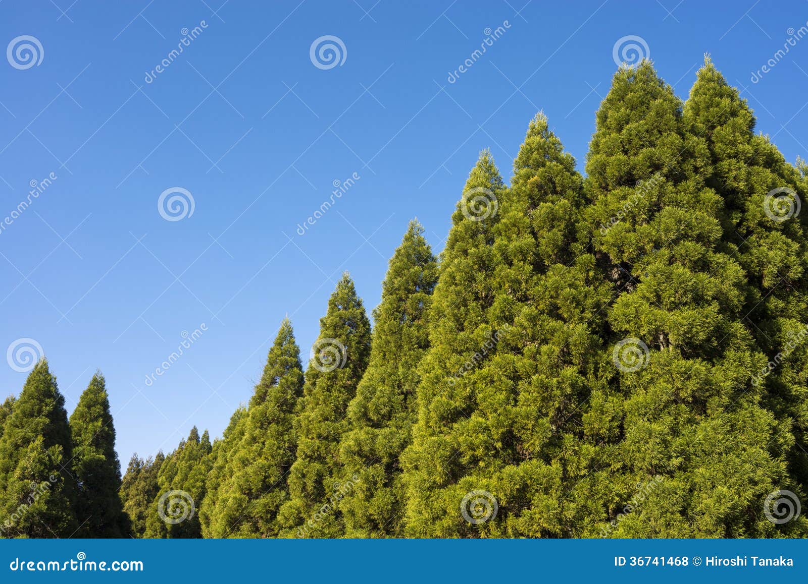 Japanese cedar forest stock photo. Image of scenery, cedar - 36741468