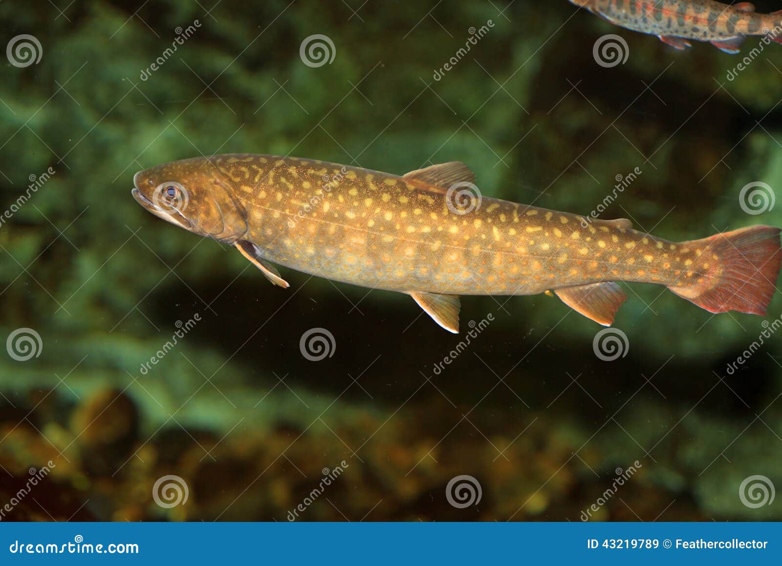 Japanese Char stock image. Image of aquarium, fish, japanese - 43219789