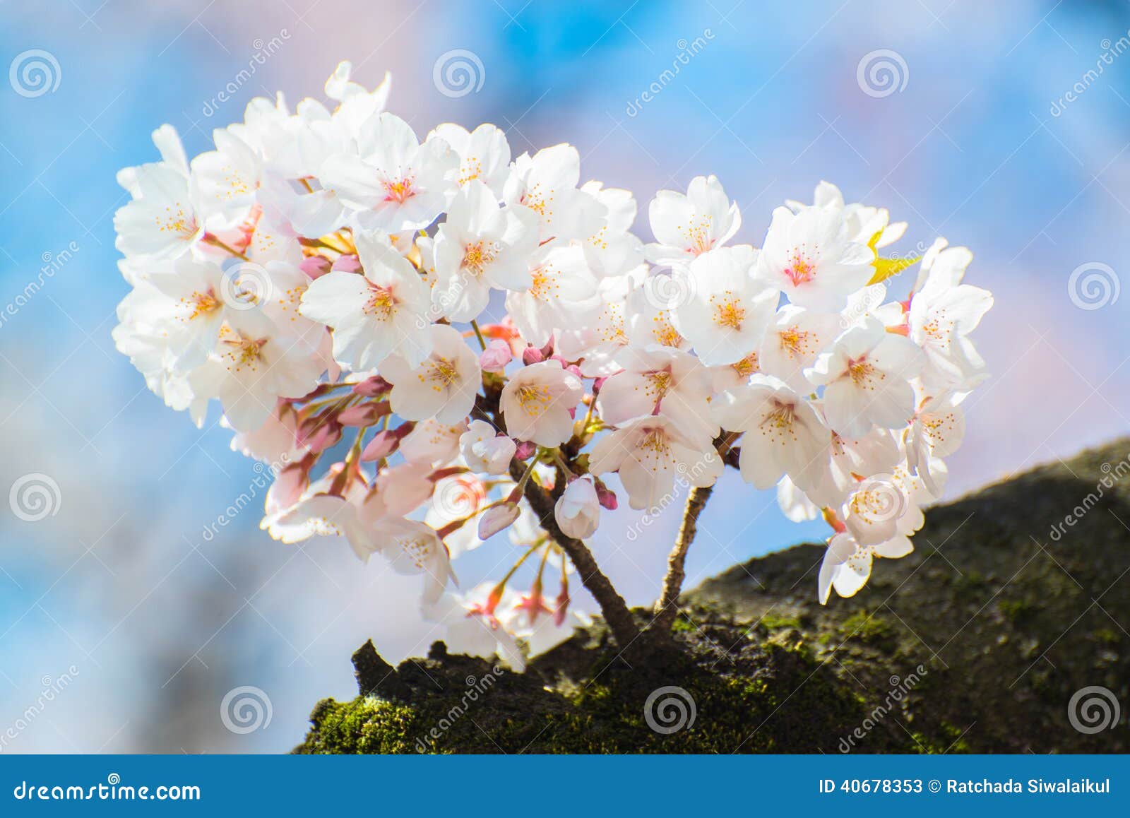 Japanese Cherry Blossom in Spring Stock Image - Image of time, season ...