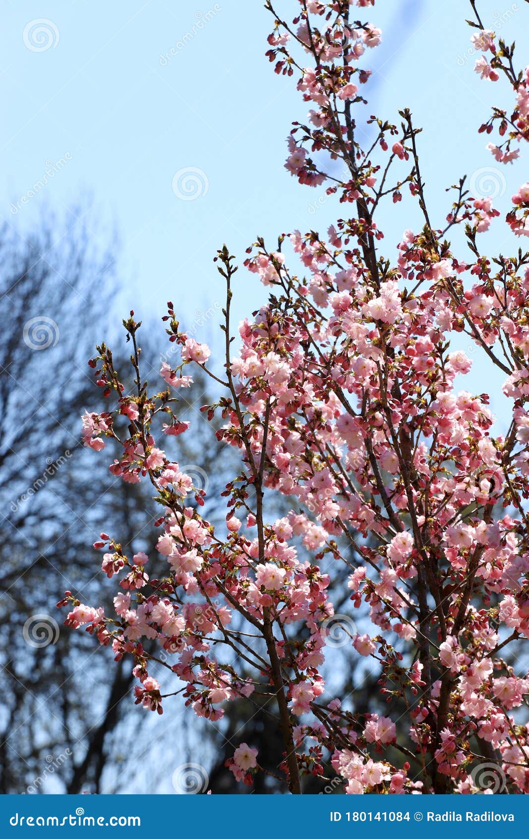 Japanese Cherry Blossoms. Blooming Sakura Tree Stock Photo - Image of ...
