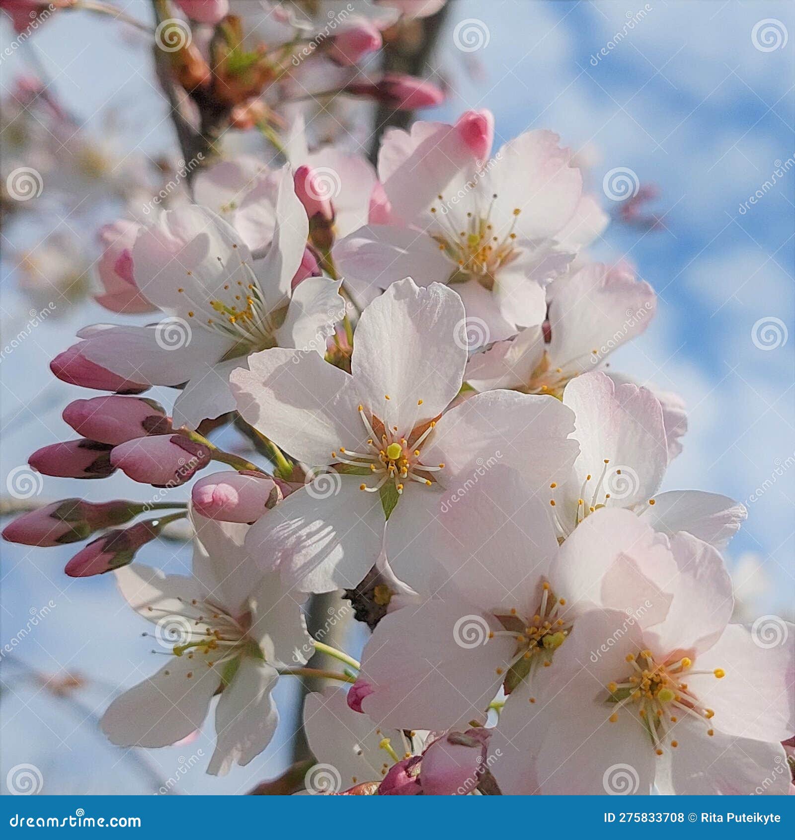 Japanese cherry stock photo. Image of source, ornamental - 275833708