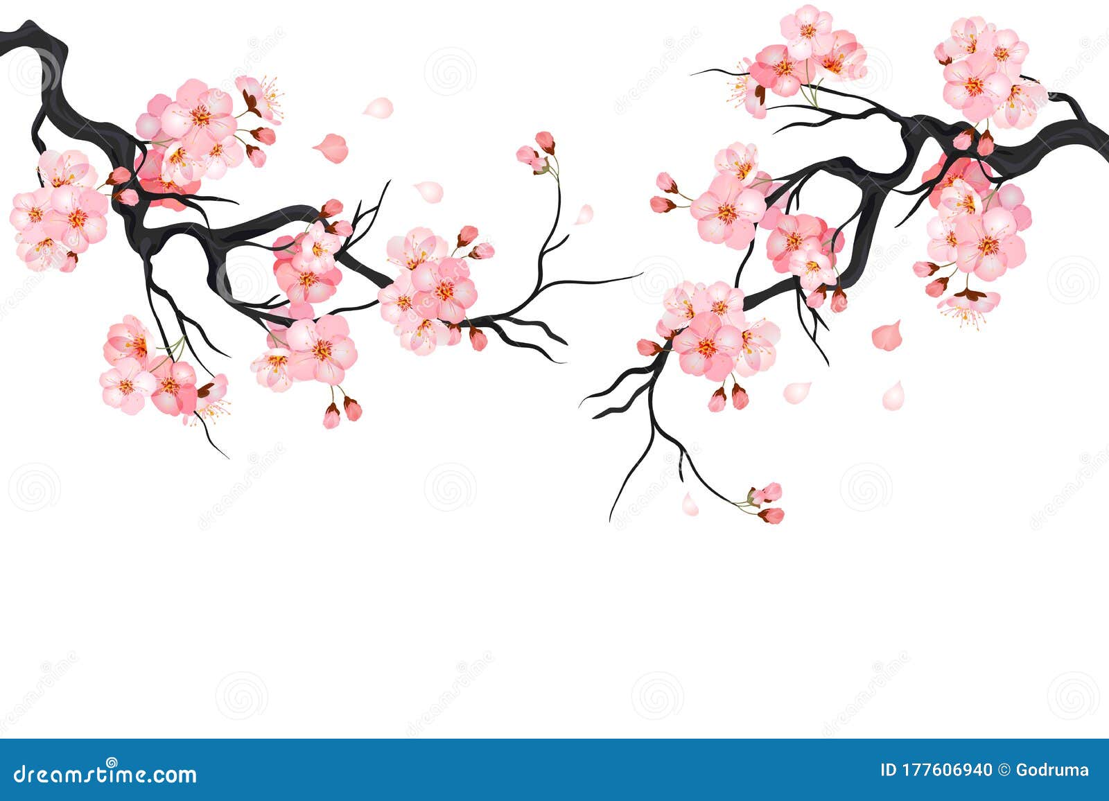 Japanese Cherry Sakura Tree Isolated Background. Branch with Blossom ... Japanese Cherry Sakura Tree Isolated Background. Branch with Blossom ...