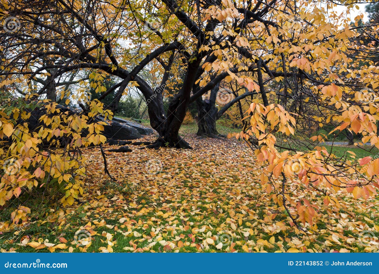 Japanese Cherry Tree in Autumn Stock Photo - Image of outdoors ...