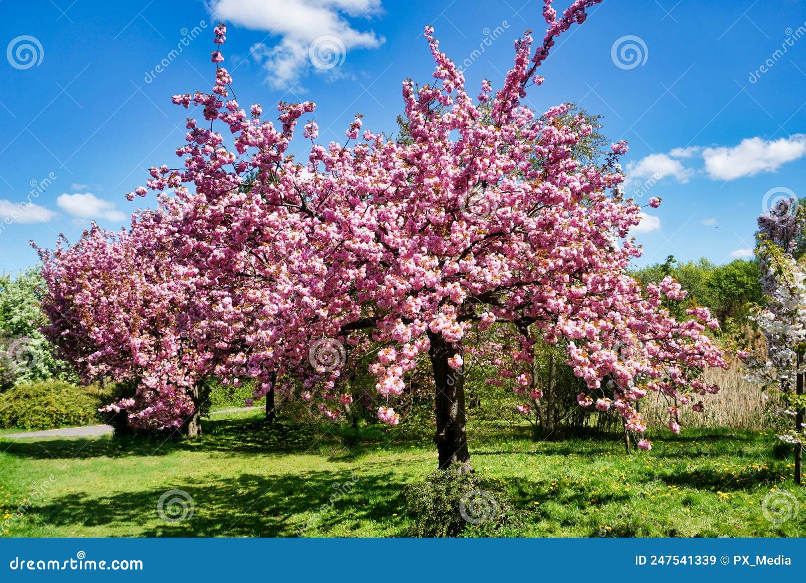 Japanese Cherry Tree in Blossom, Grass Stock Image - Image of tree ...