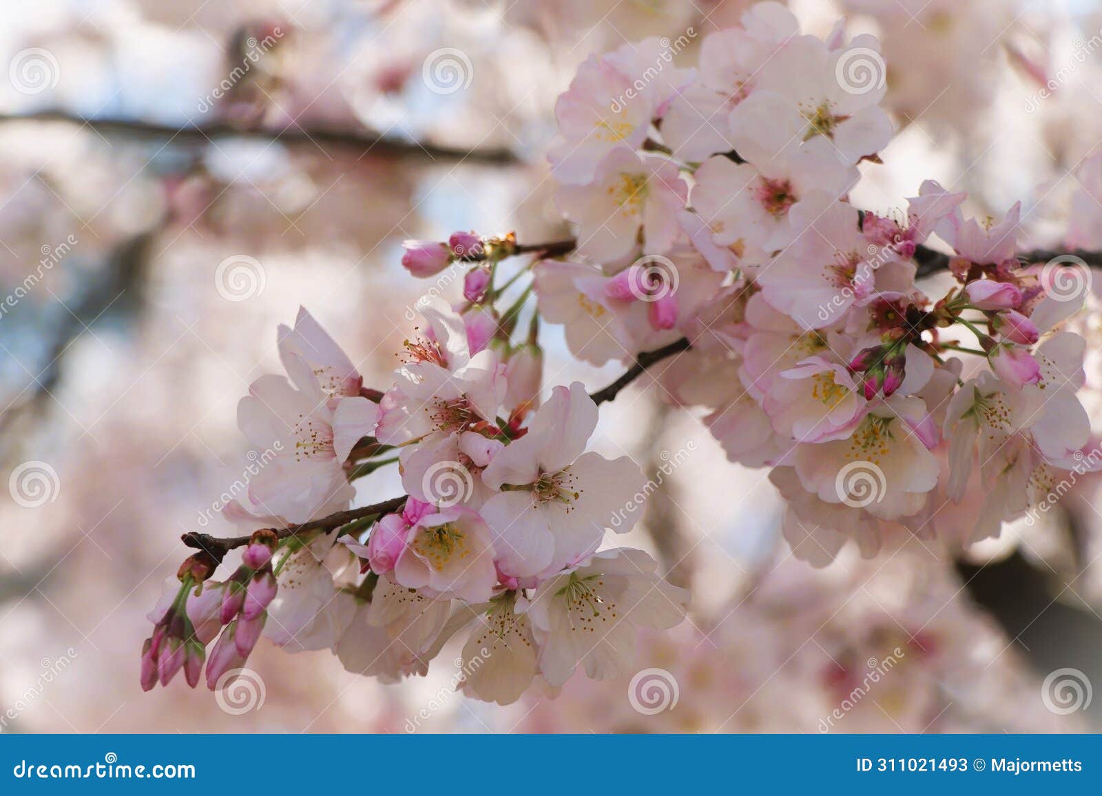 Japanese Cherry Tree Pink Flower Branch Stock Image - Image of flower ...
