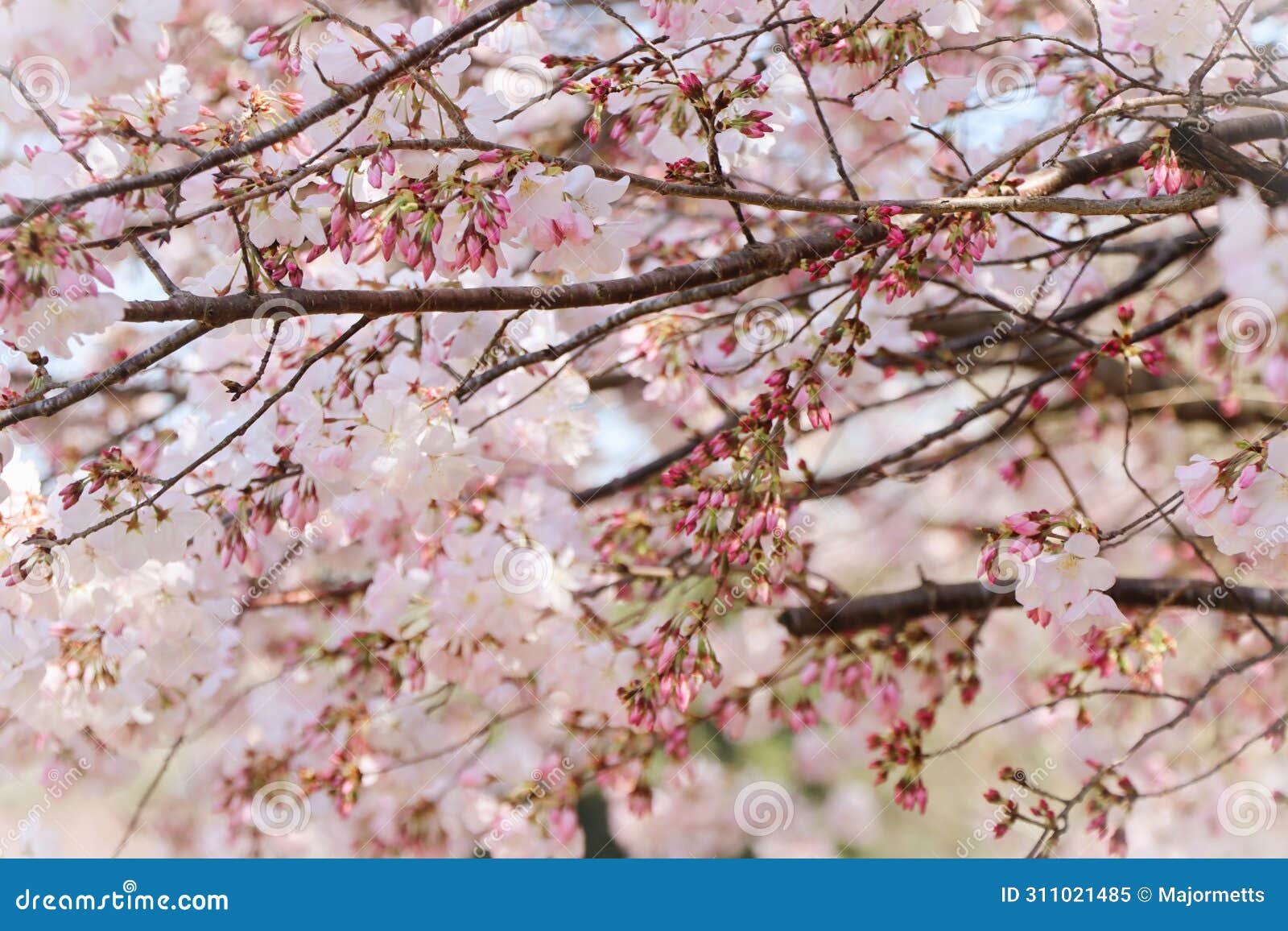 Japanese Cherry Tree Pink Flower Branches with Buds Stock Image - Image ...