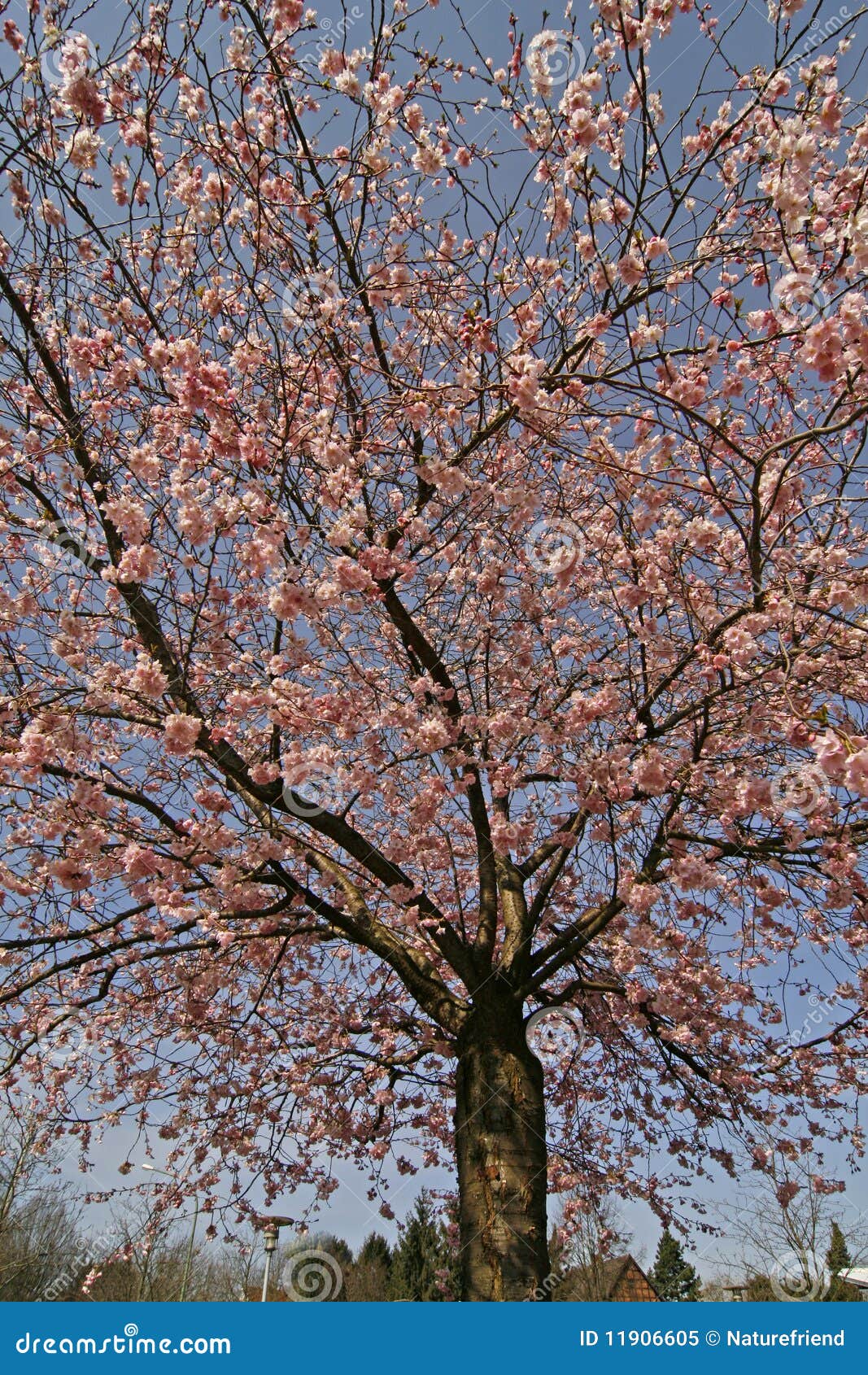 Japanese Cherry Tree in Spring Stock Image - Image of light, blossom ...