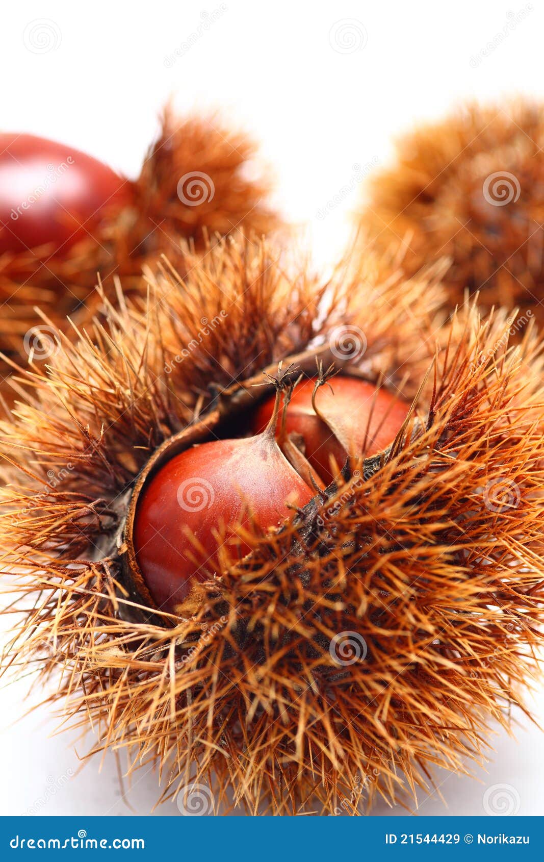 Japanese chestnut stock image. Image of fruit, harvest - 21544429