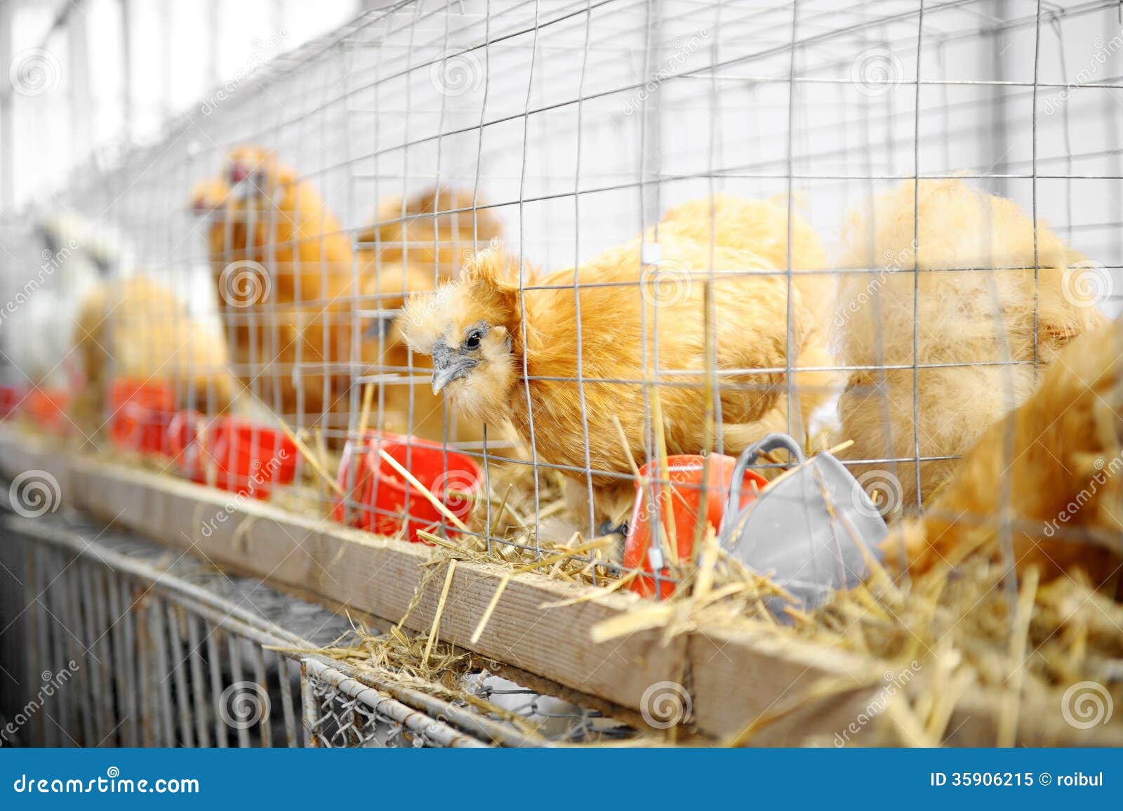 Japanese Chicken stock image. Image of farming, livestock - 35906215