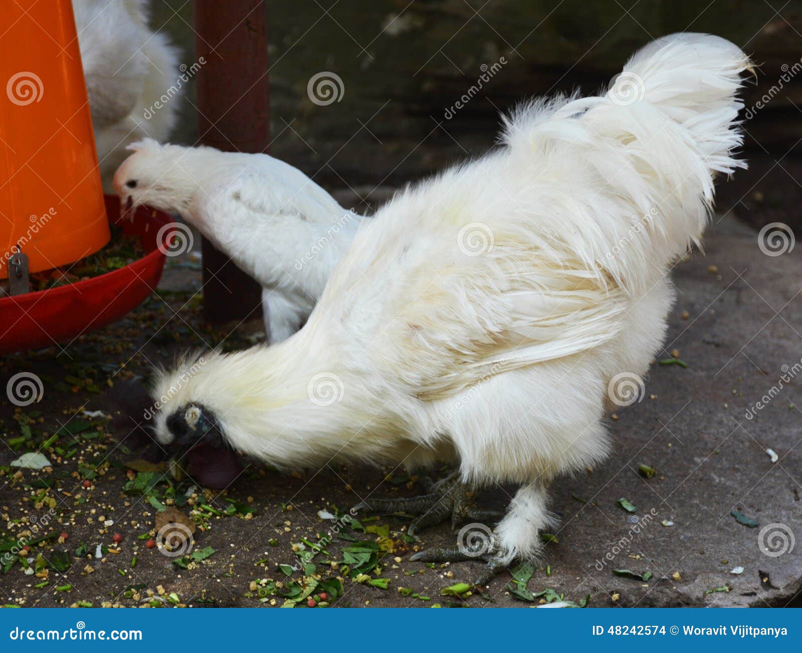 Japanese chicken white stock photo. Image of birds, bird - 48242574