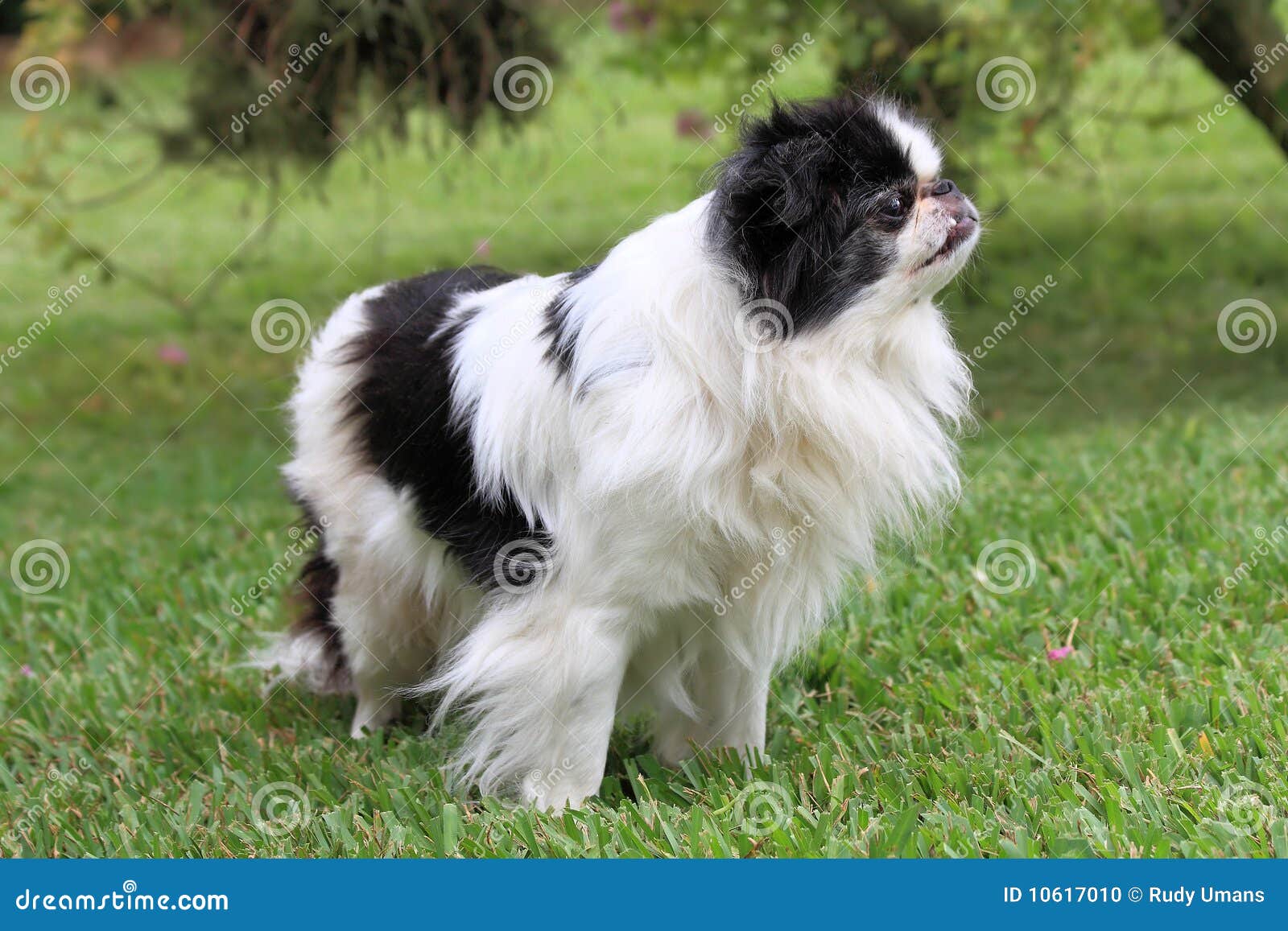 Japanese Chin 4 stock photo. Image of japanese, asia - 10617010