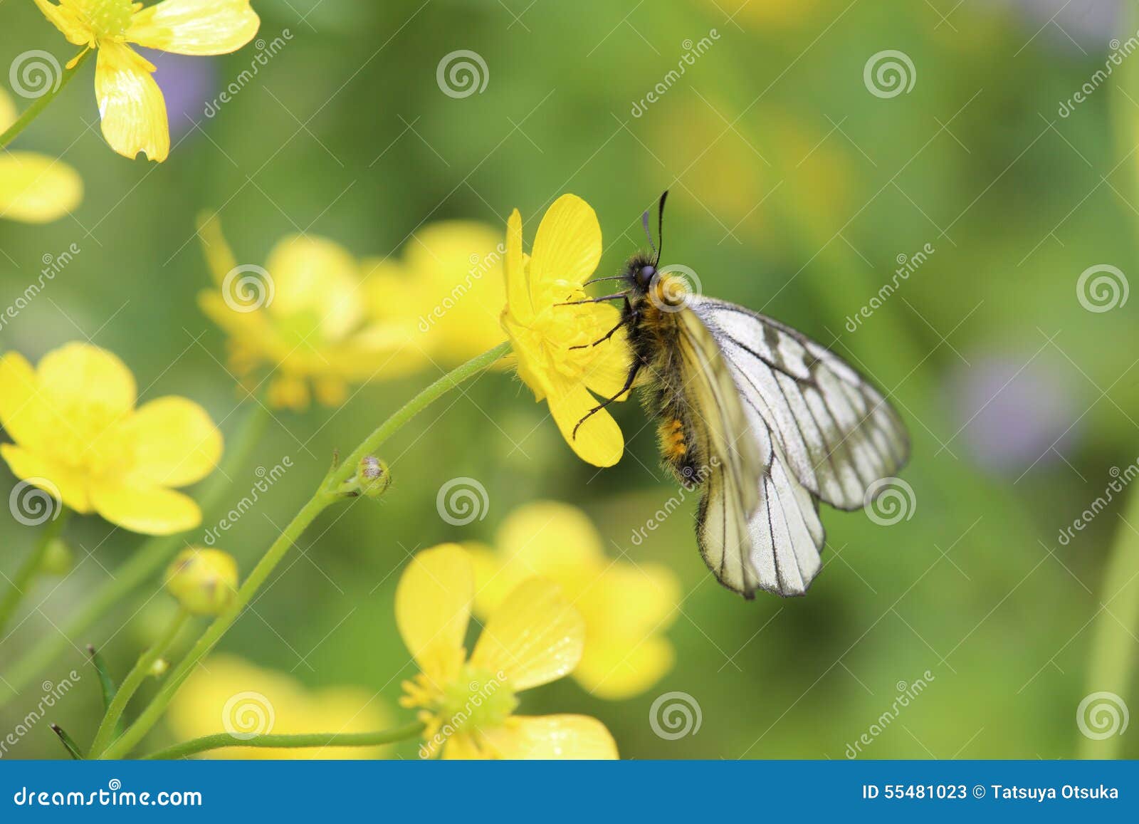 Japanese Clouded Apollo on a Buttercup Stock Image - Image of yellow ...