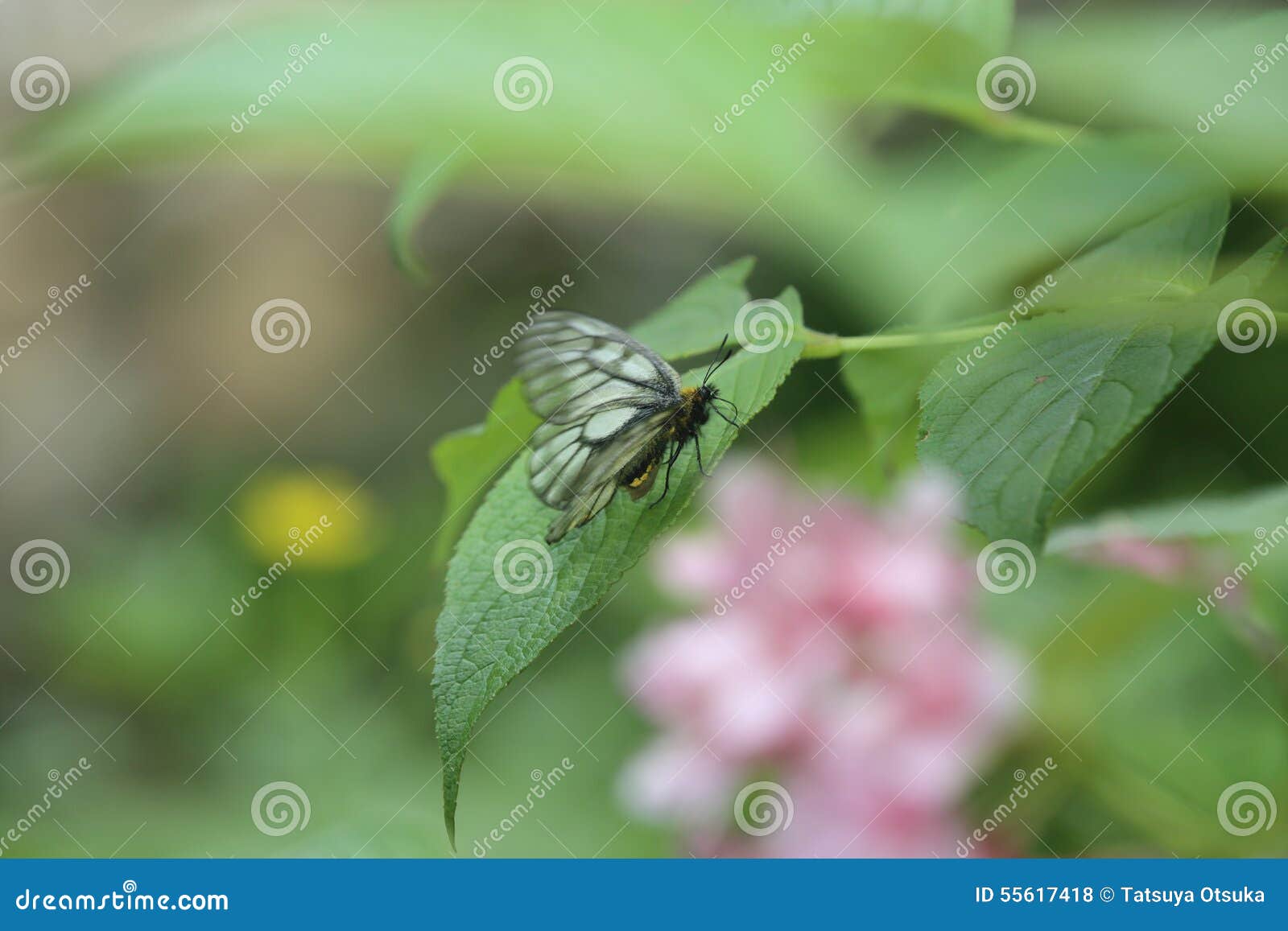 Japanese Clouded Apollo on a Leaf Stock Photo - Image of insect ...
