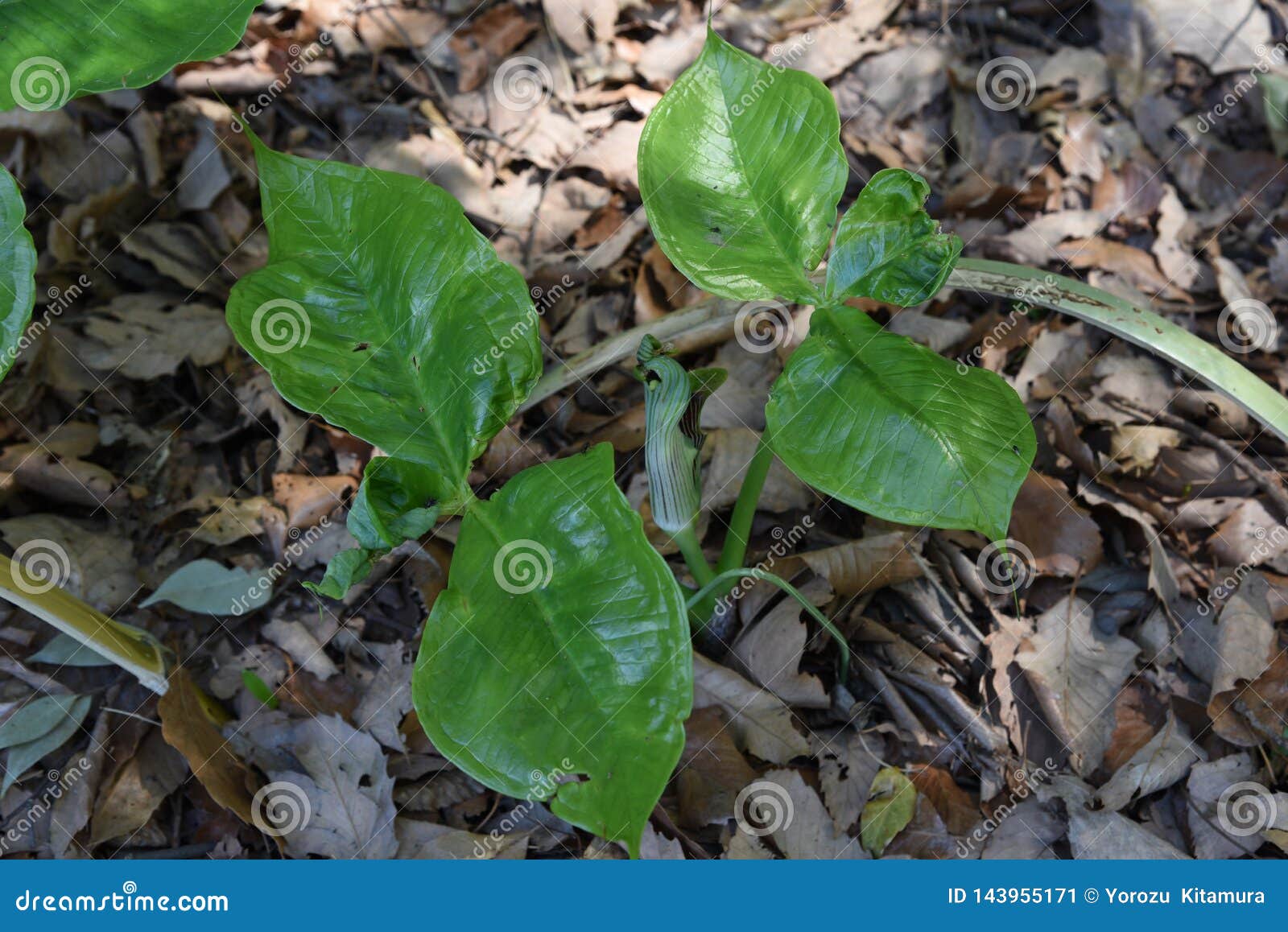 Japanese cobra lily stock image. Image of japan, flower - 143955171