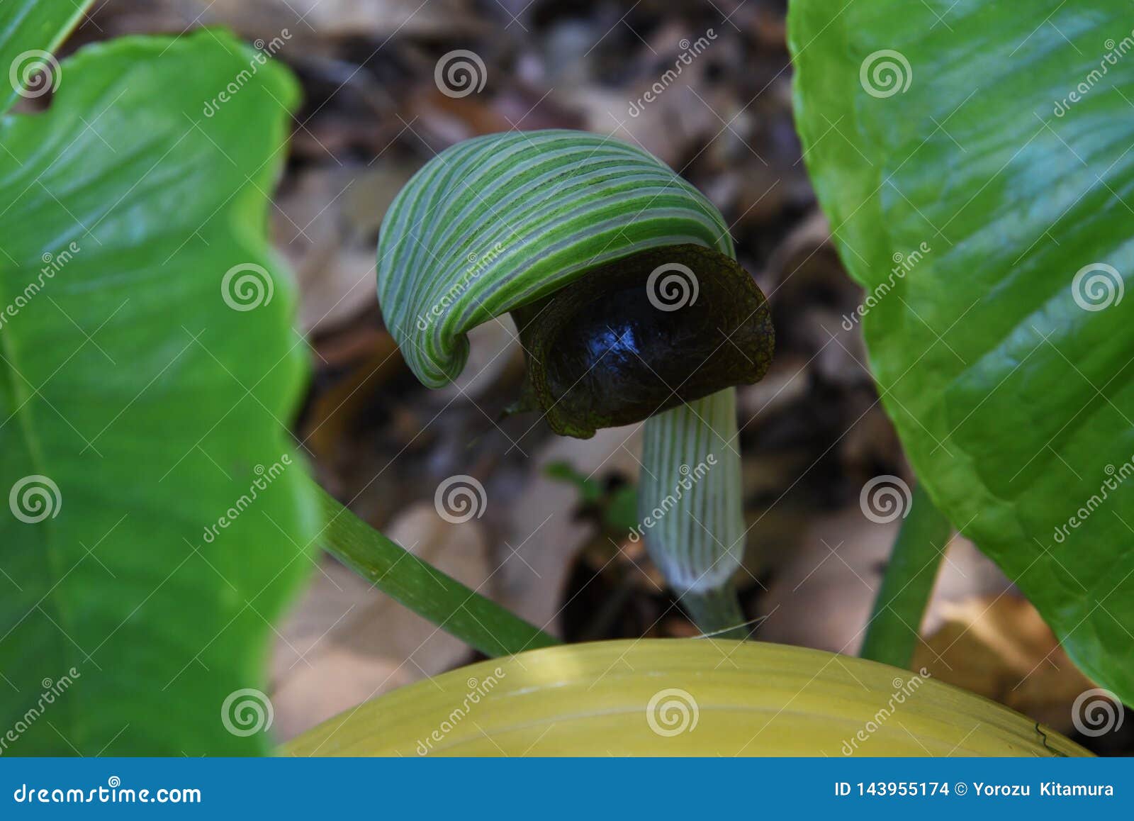 Japanese cobra lily stock photo. Image of flower, fruits - 143955174