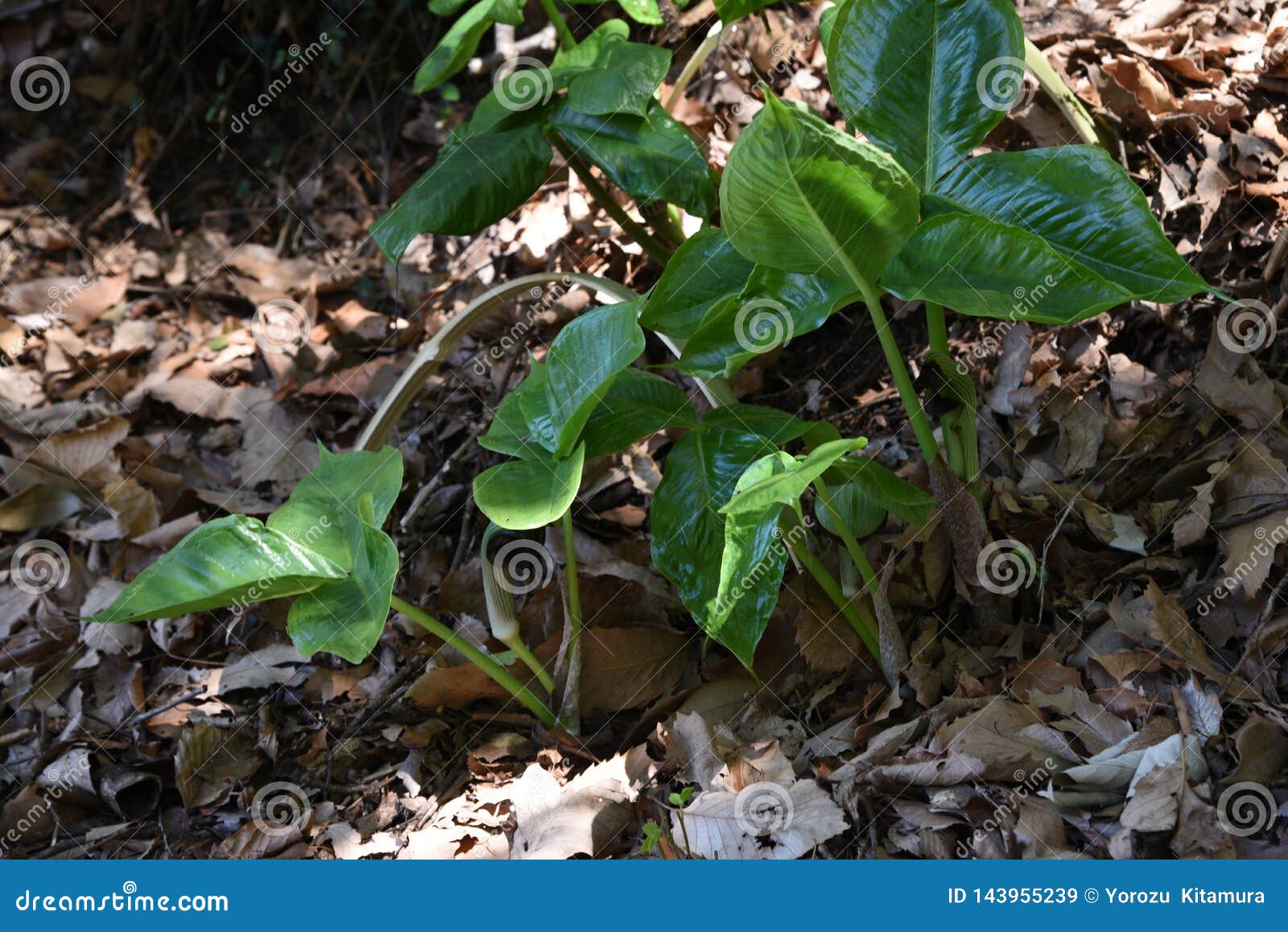 Japanese cobra lily stock image. Image of gardening - 143955239