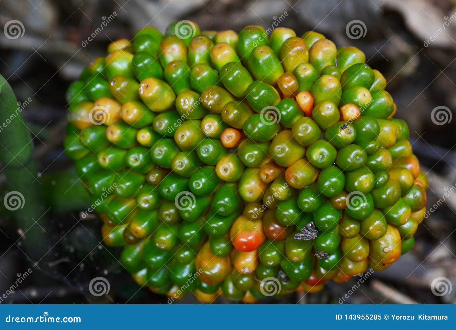 Japanese cobra lily stock image. Image of closeup, exotic - 143955285