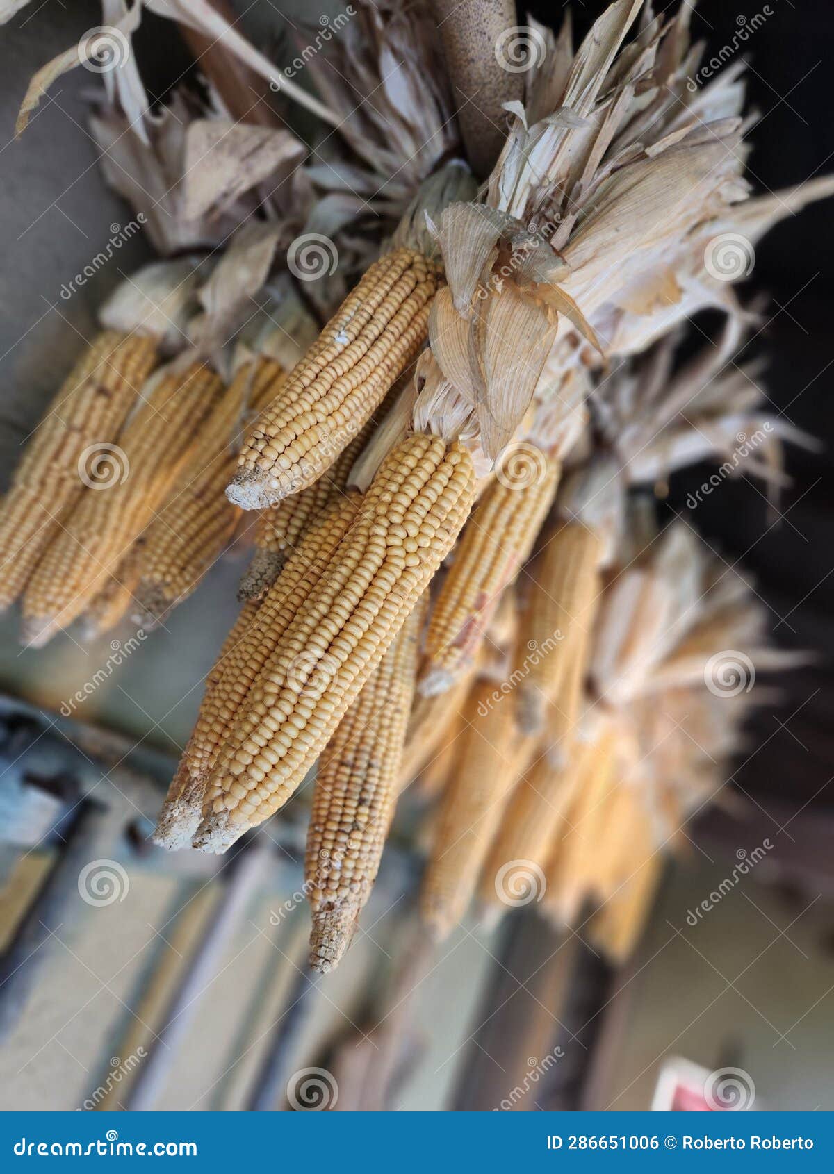 Japanese Corn Tomorokoshi Hotspring Water Stock Photo - Image of water ...