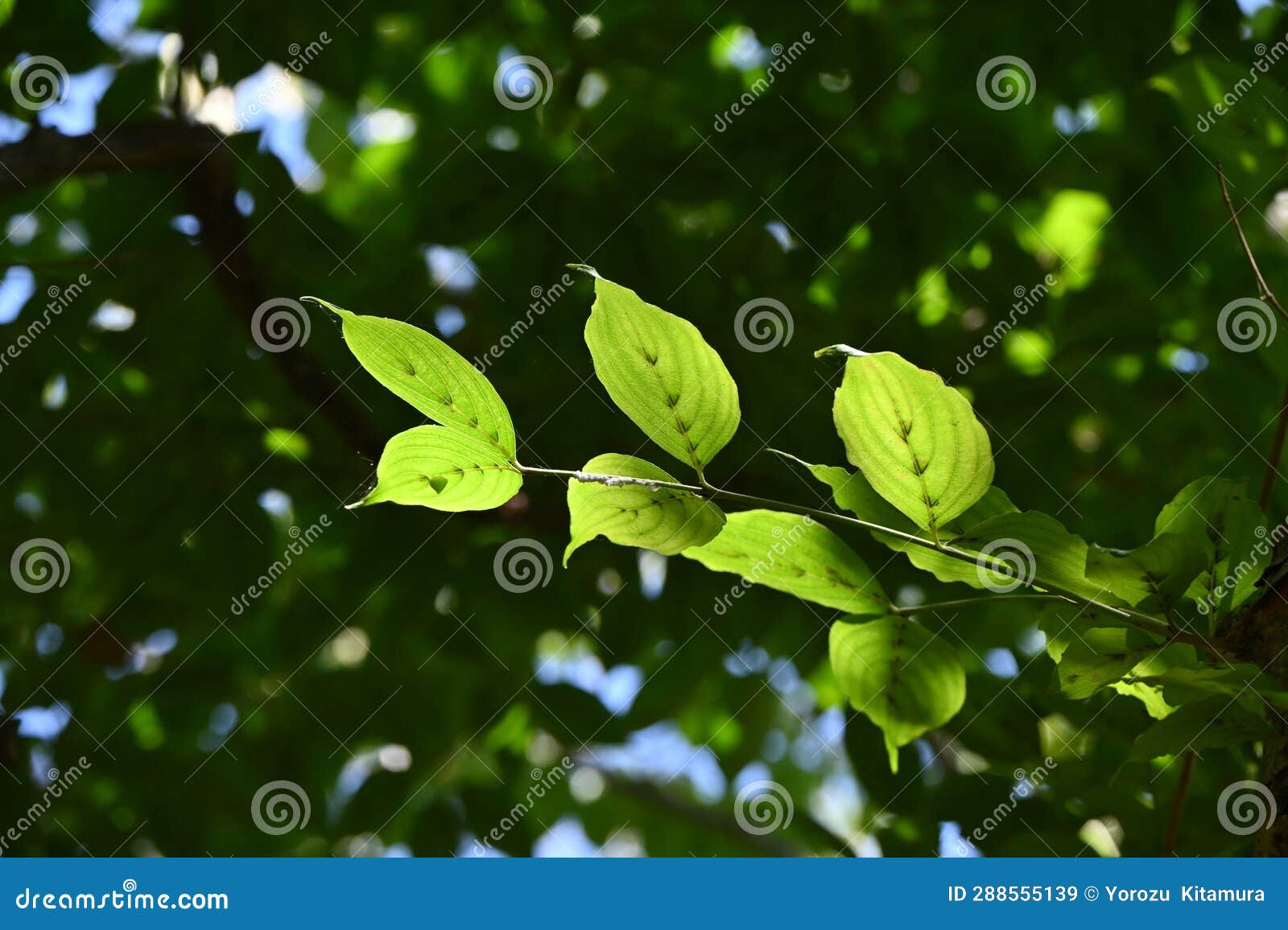 Japanese Cornel ( Cornus Officinalis ) Tree. Trichome on the Underside ...
