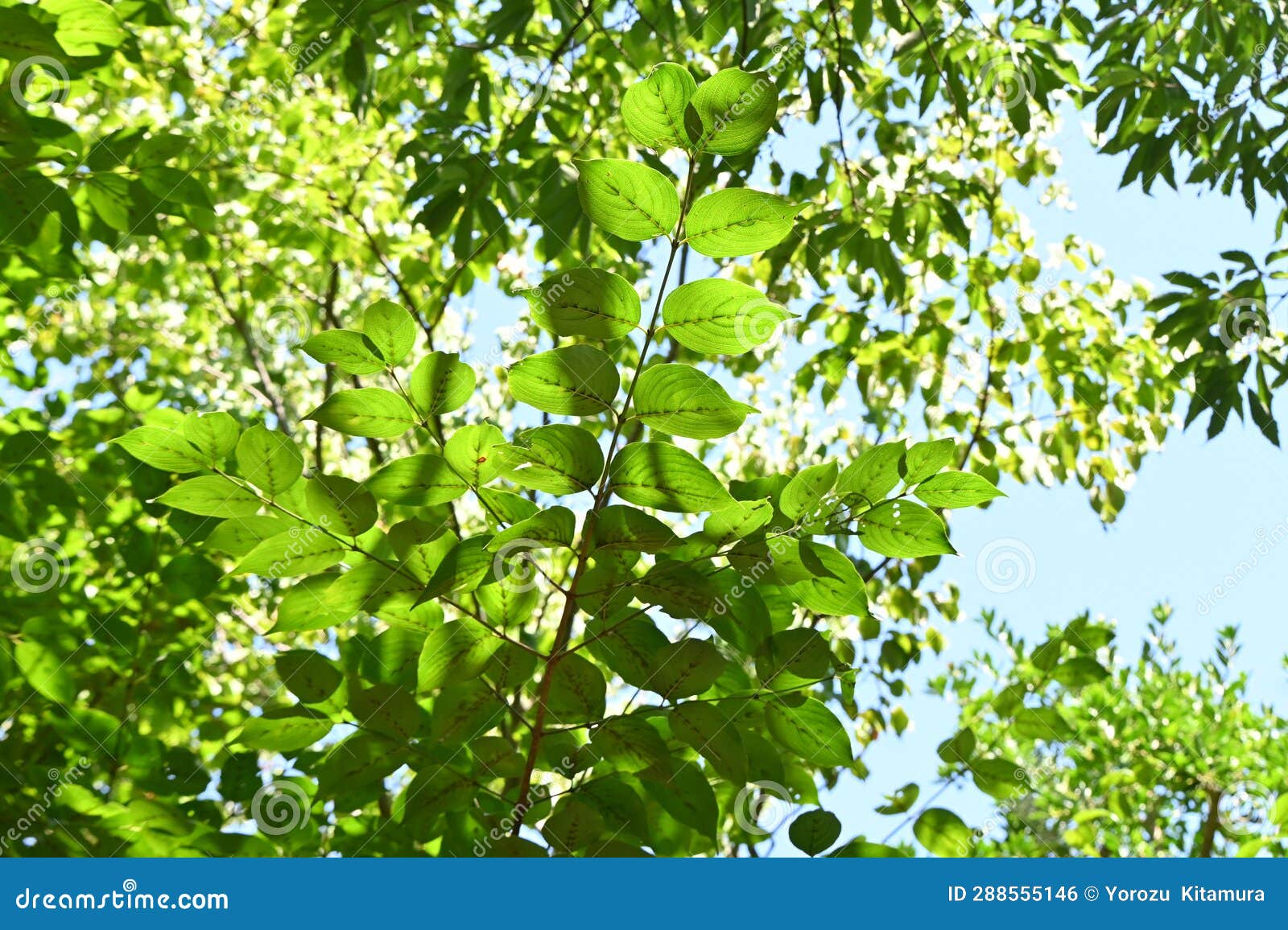 Japanese Cornel ( Cornus Officinalis ) Tree. Trichome on the Underside ...