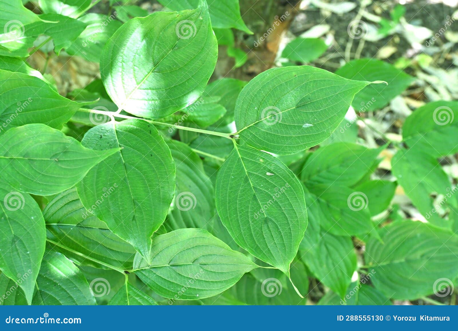 Japanese Cornel ( Cornus Officinalis ) Tree. Trichome on the Underside ...