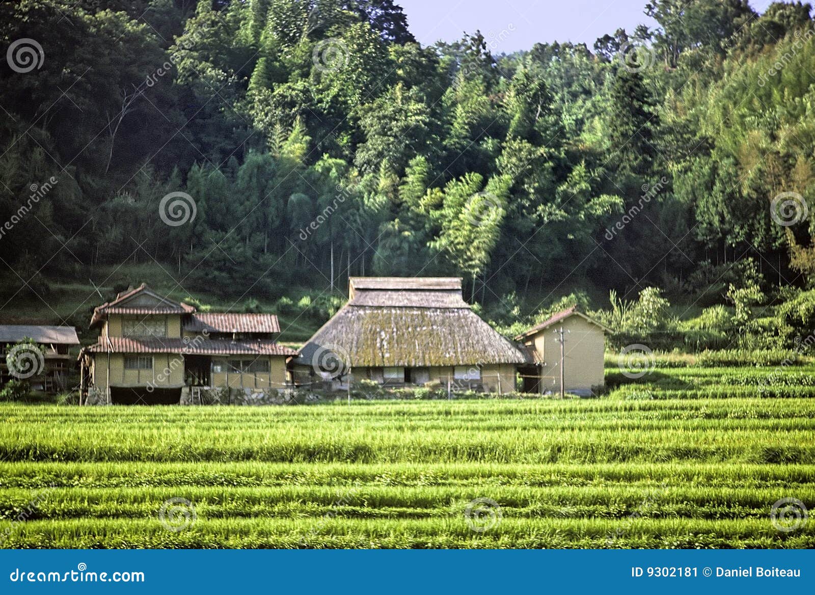 Japanese country stock image. Image of nature, farm, countryside - 9302181