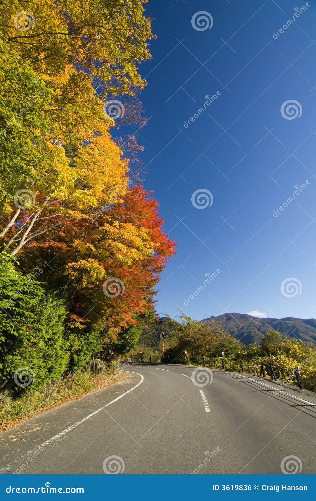 Japanese Country Road stock photo. Image of forest, beautiful - 3619836