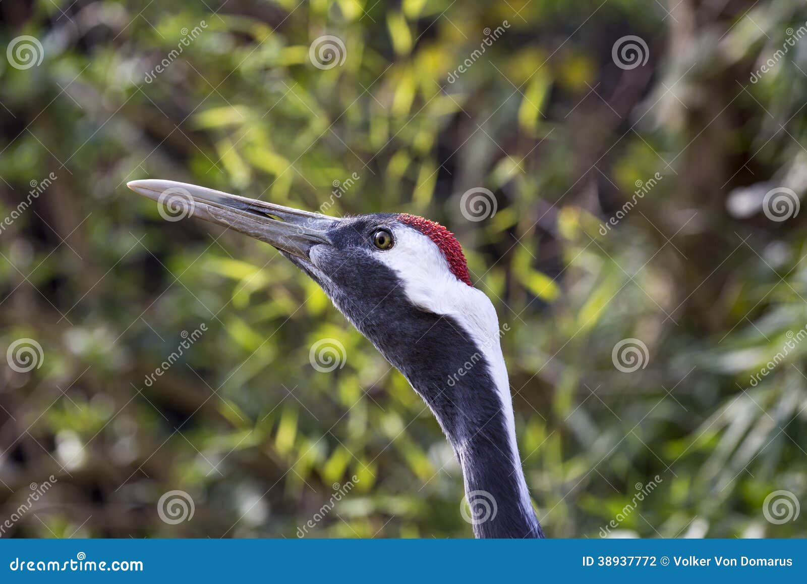 Japanese Crane stock photo. Image of wild, japanese, nature - 38937772