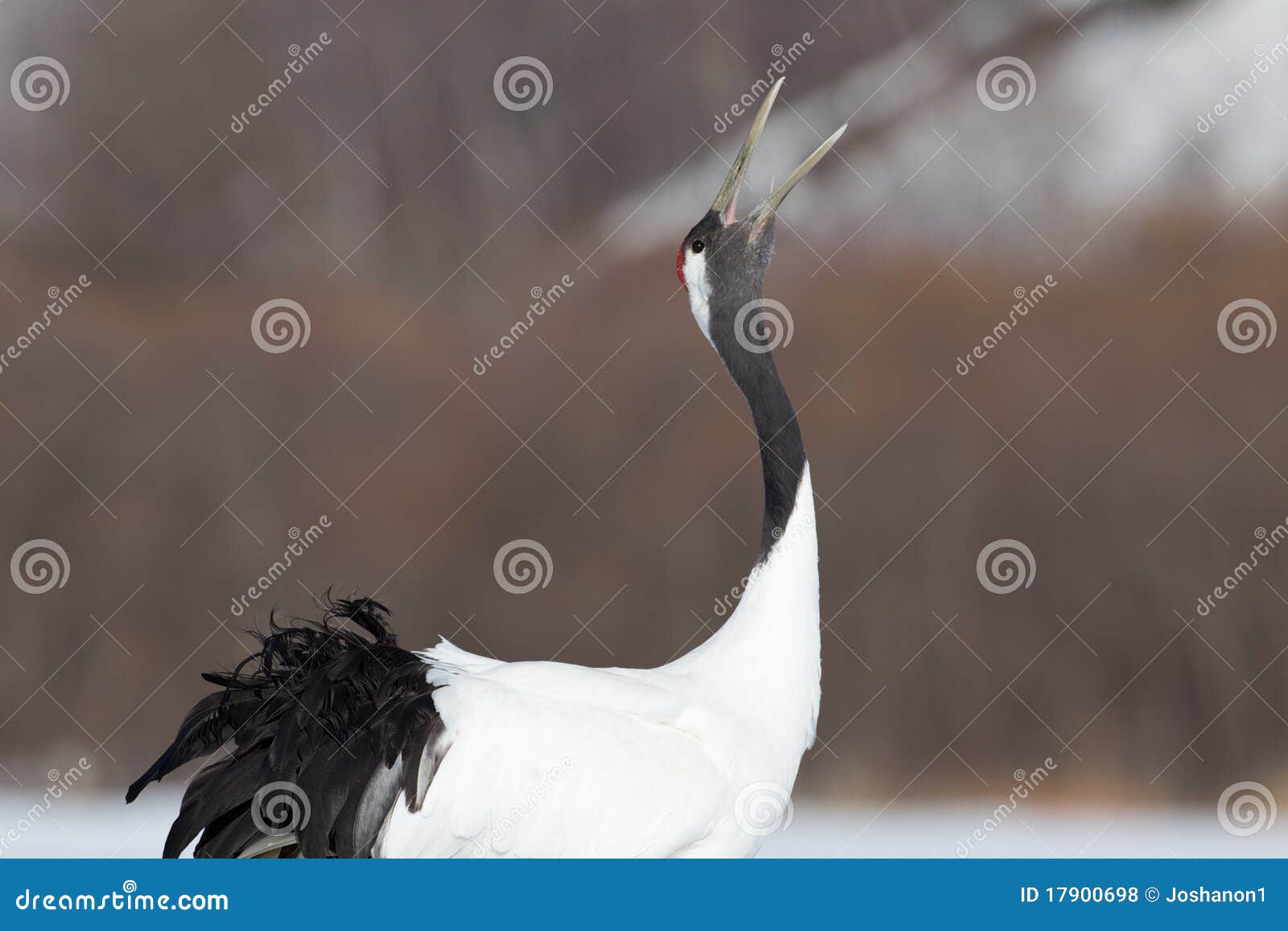 Mating Japanese Macaques. Scientific Name: Macaca Fuscata, Also Royalty ...