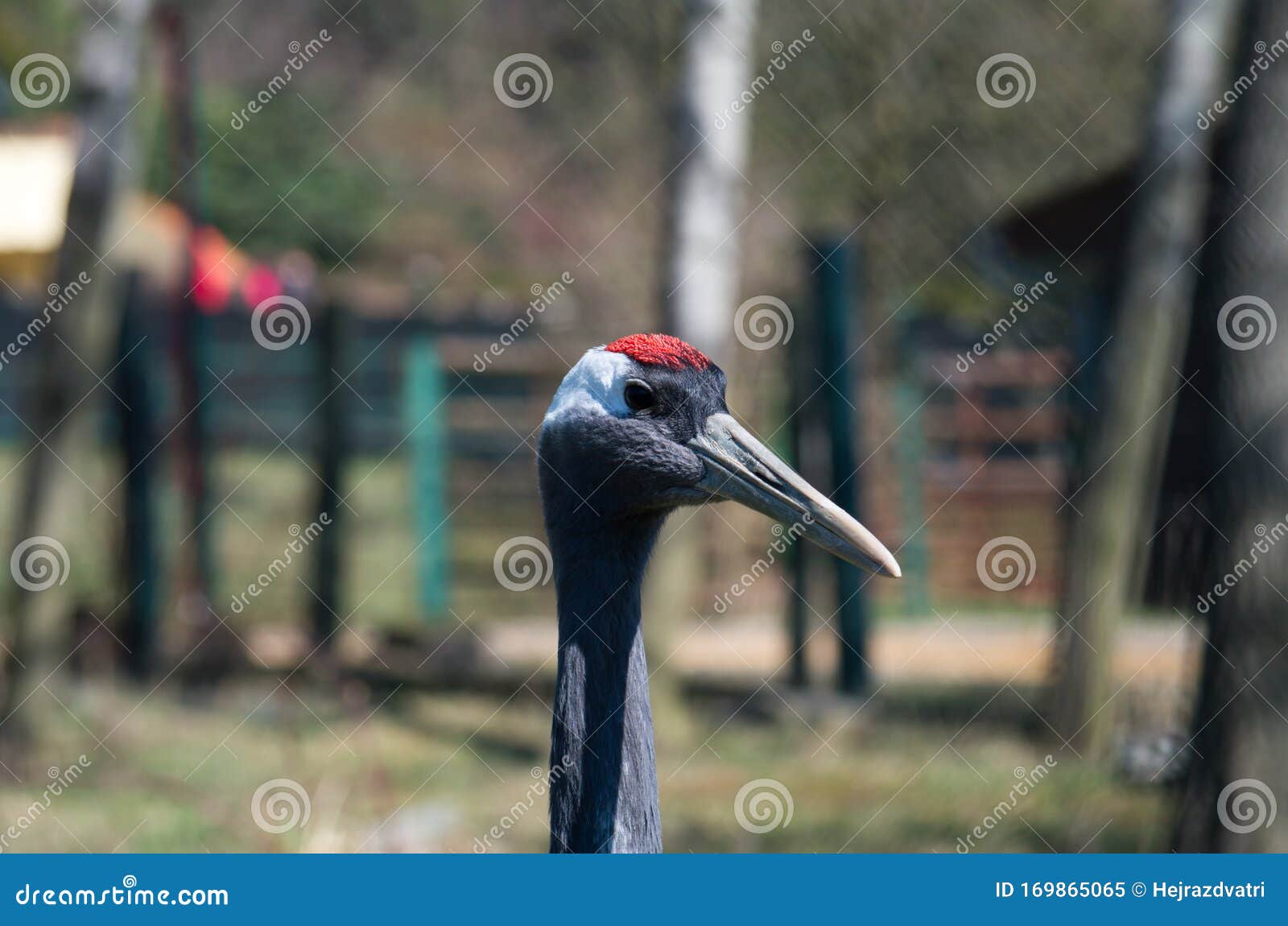 Japanese crane head stock image. Image of black, japanese - 169865065