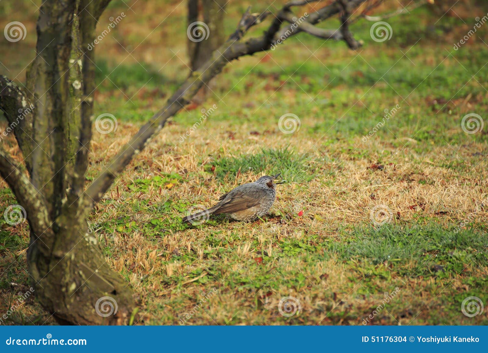 A Japanese cute Bulbul stock photo. Image of japan, wild - 51176304