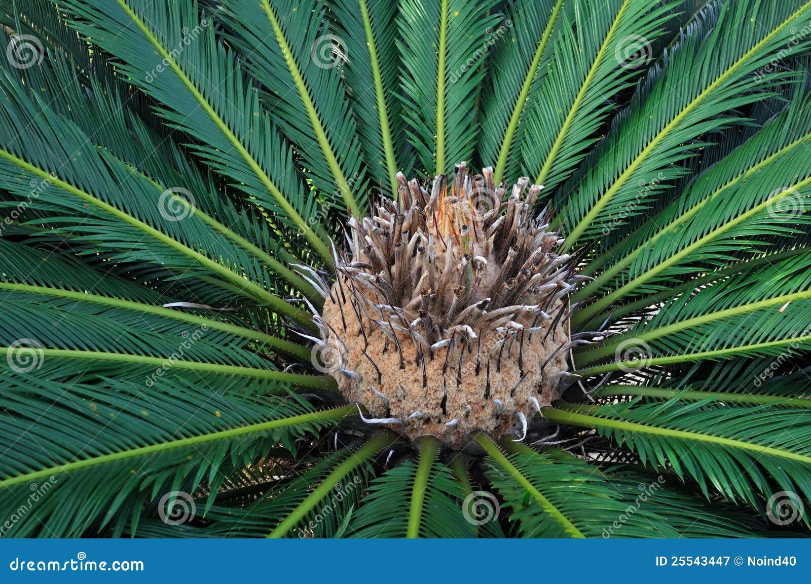 Japanese cycad stock image. Image of trunk, family, spines - 25543447