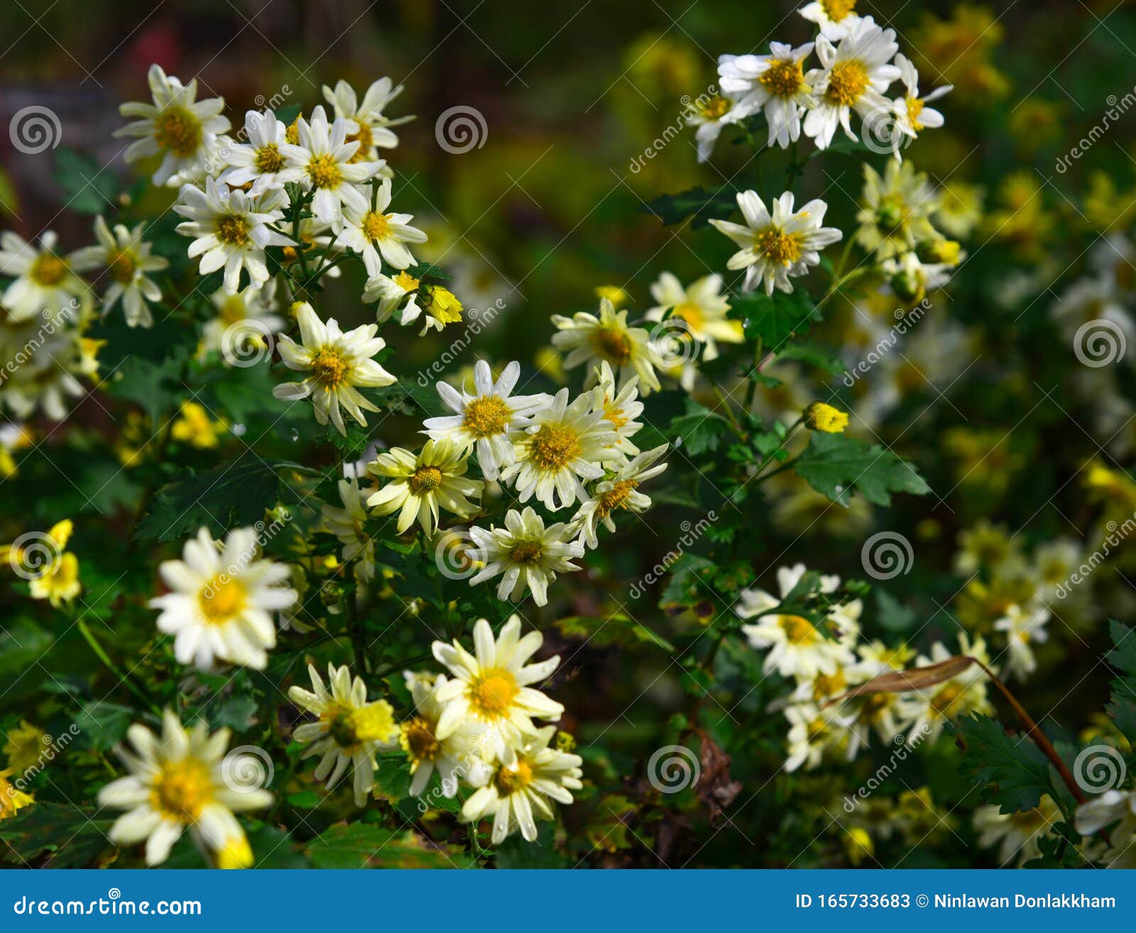 Japanese Daisy Flowers in Spring Time Stock Image - Image of flower ...