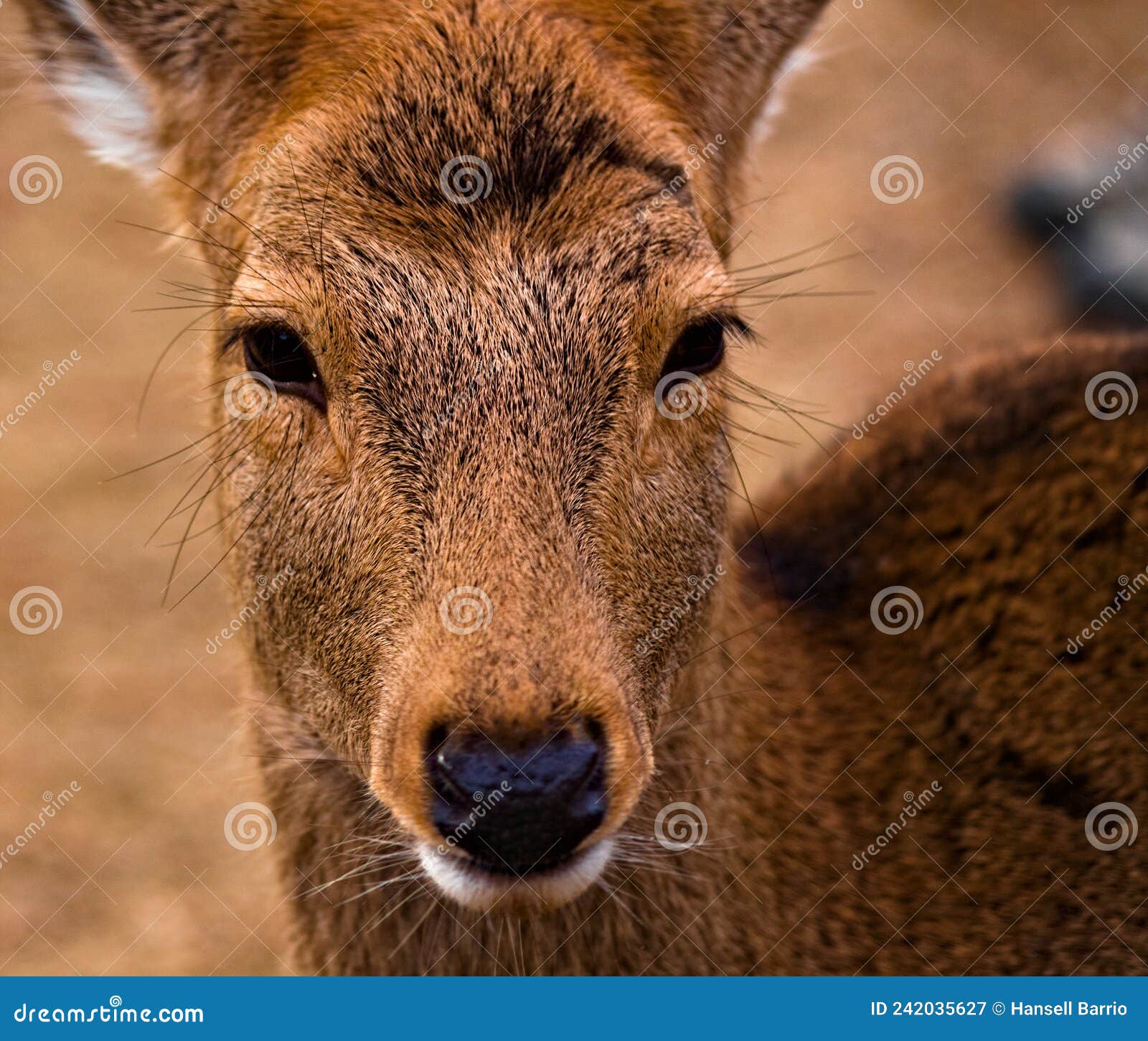 Japanese Deer, Called Shika Stock Image - Image of nara, shika: 242035627