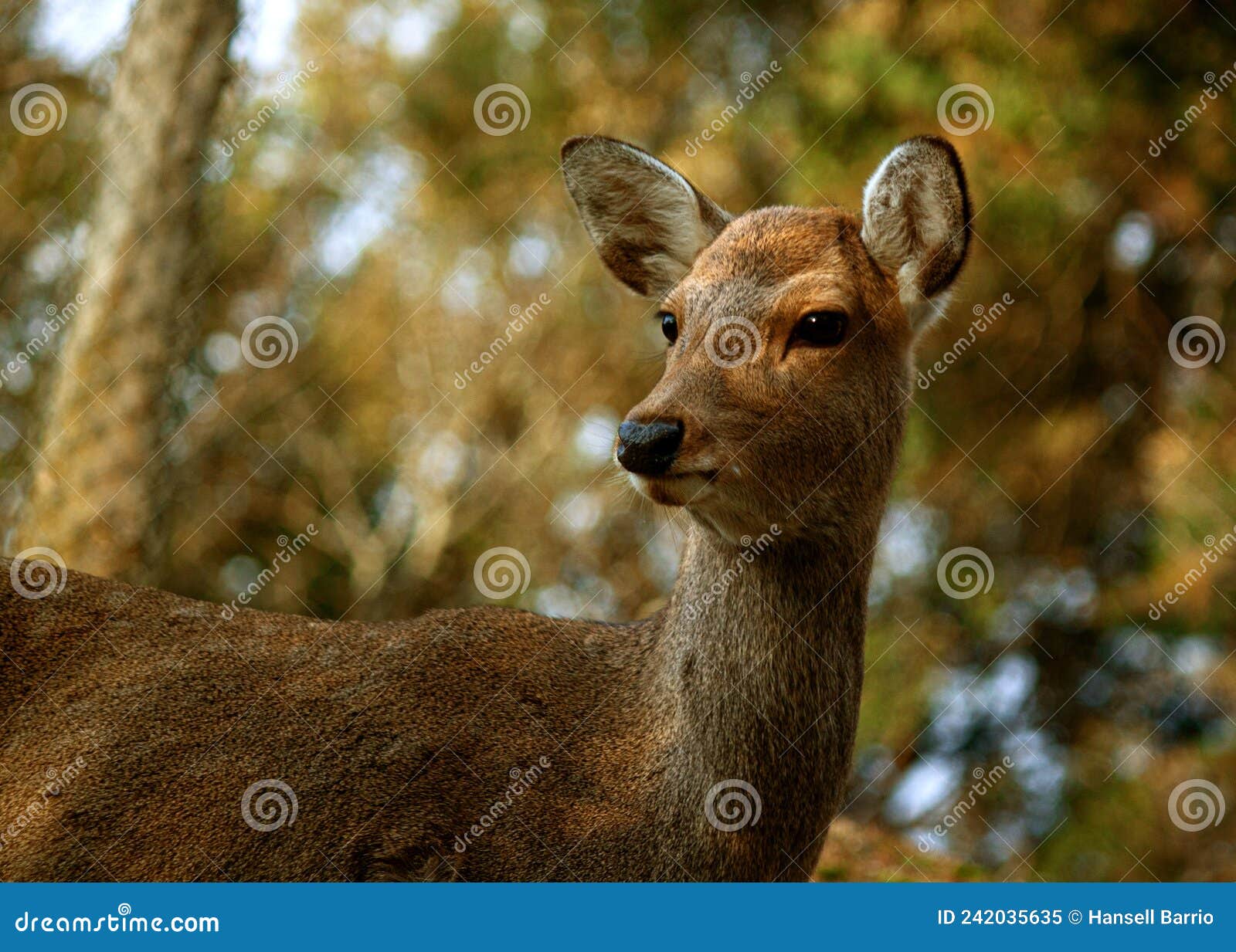 Japanese Deer, Called Shika Stock Image - Image of nara, means: 242035635