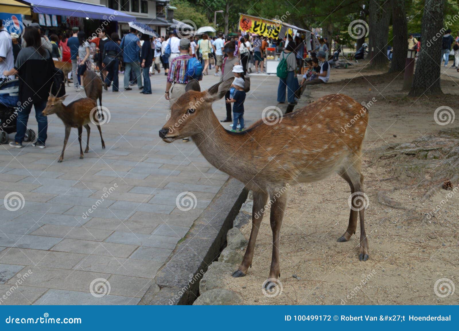 Japanese Deer Resting At Nara Park With Red Maple Leaves Tree On ...