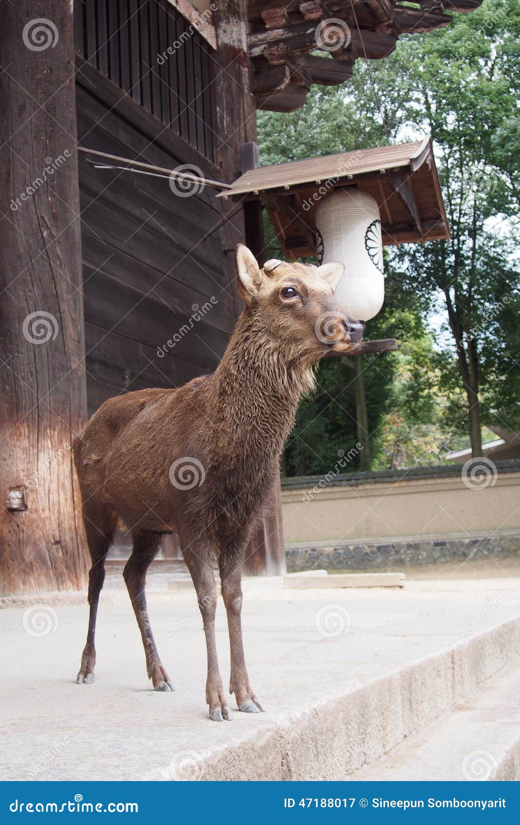 Japanese deer stock image. Image of outdoor, park, grass - 47188017