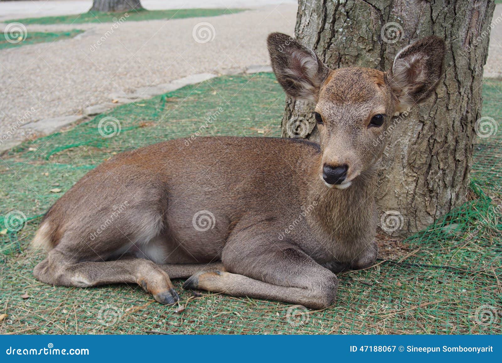 Japanese deer stock image. Image of park, wildlife, fawn - 47188067