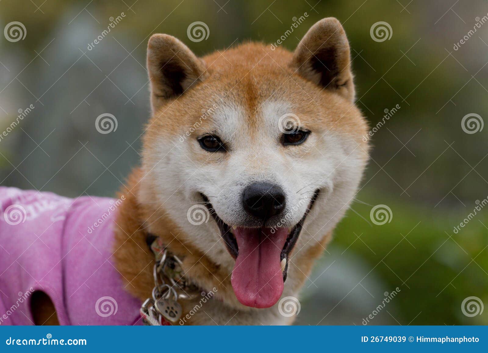 Japanese dog stock image. Image of hairy, domestic, hunting - 26749039