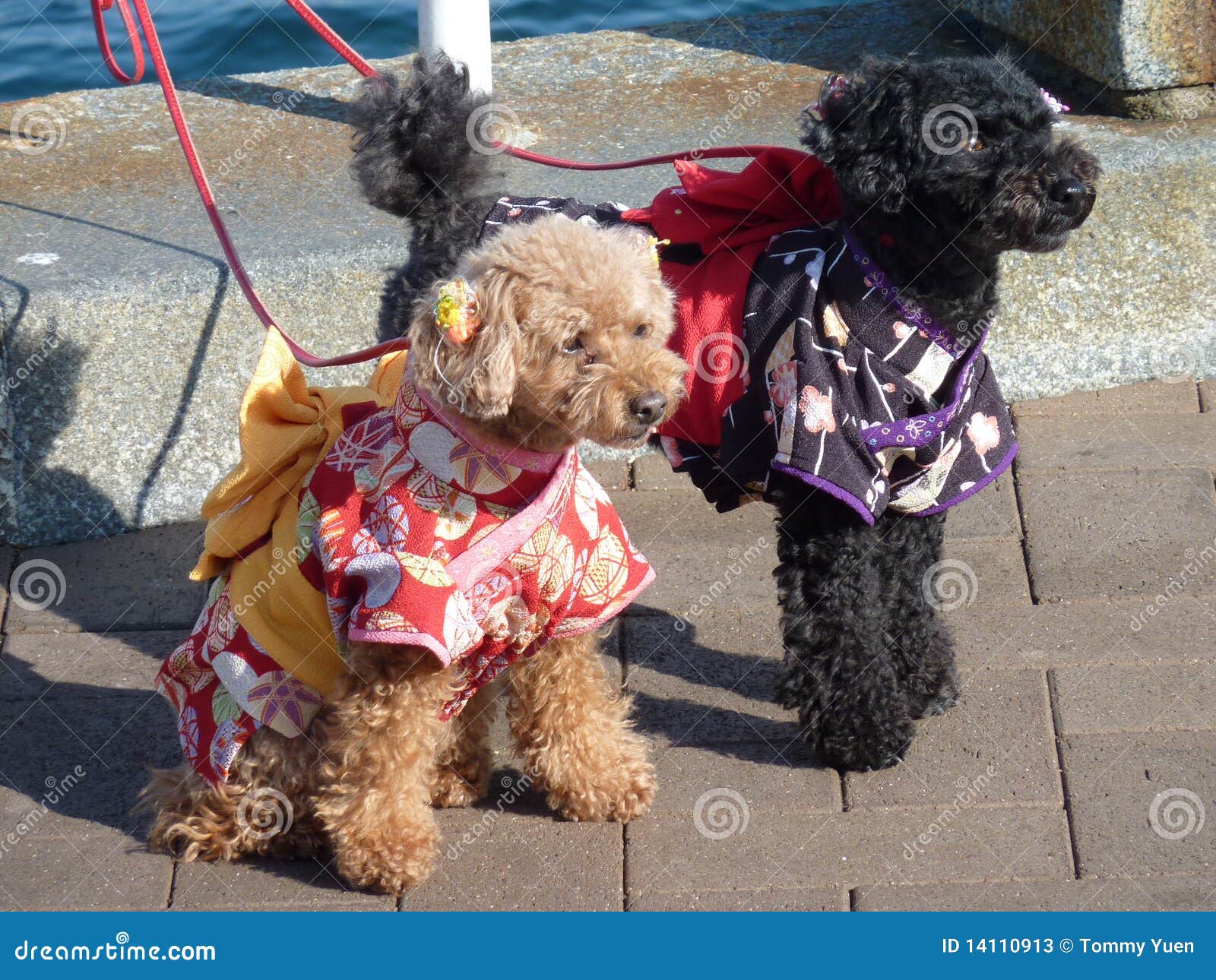 Japanese Doggies stock image. Image of dogs, doggies - 14110913