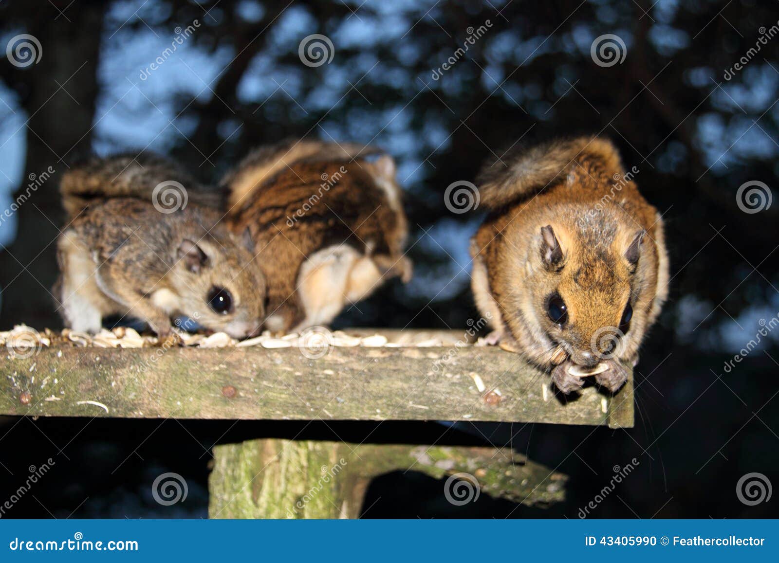Japanese Dwarf Flying Squirrel Stock Photo - Image of japanese ...