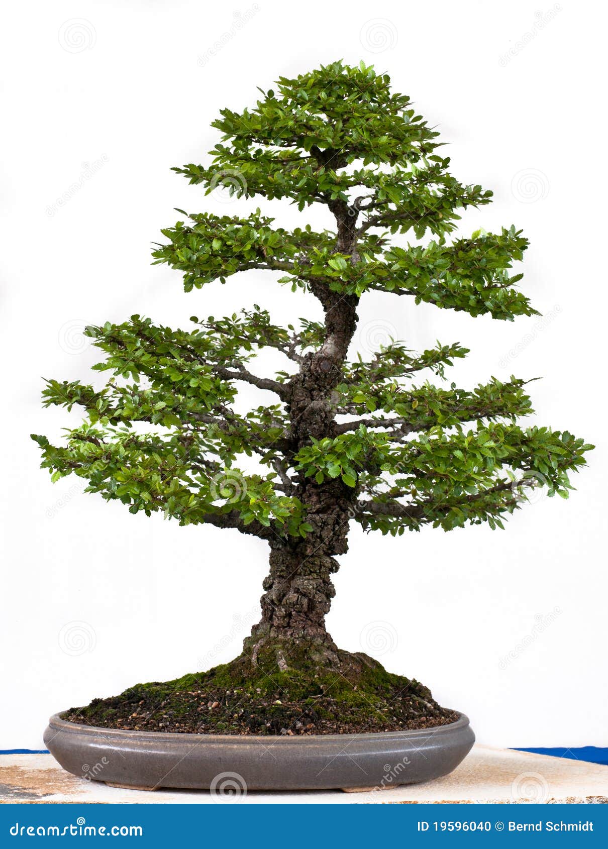 Japanese Elm As Bonsai Tree Stock Photo - Image of nire, crust: 19596040