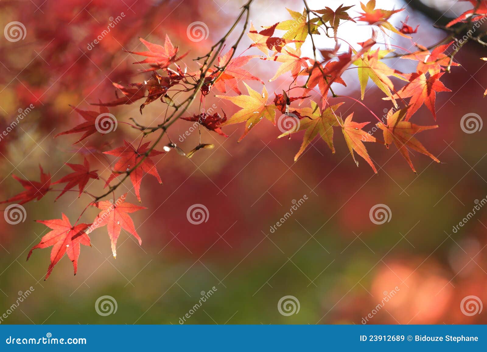 Japanese fall stock image. Image of nature, plant, japanese - 23912689