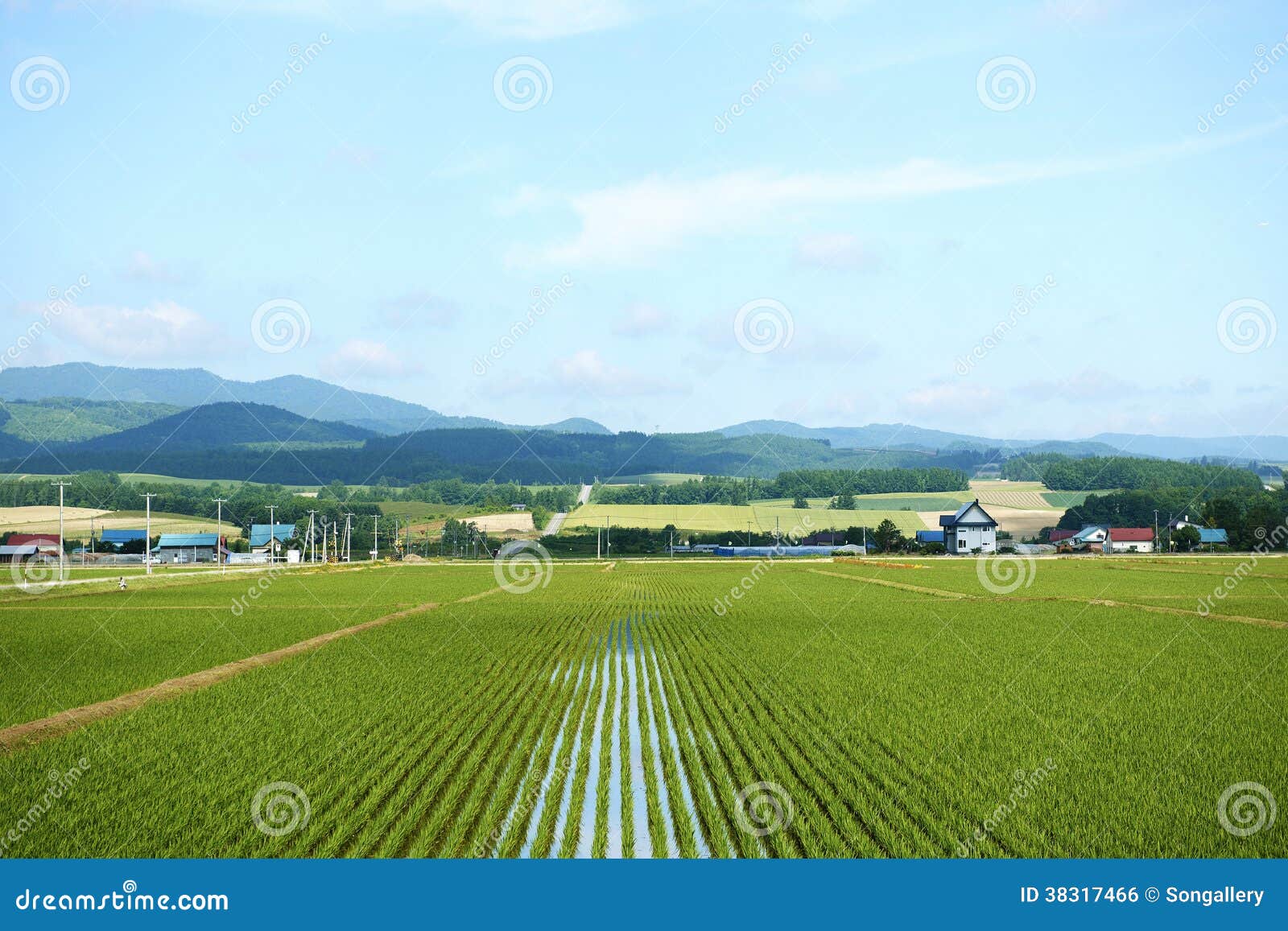 Japanese Farm stock photo. Image of green, water, hokkaido - 38317466