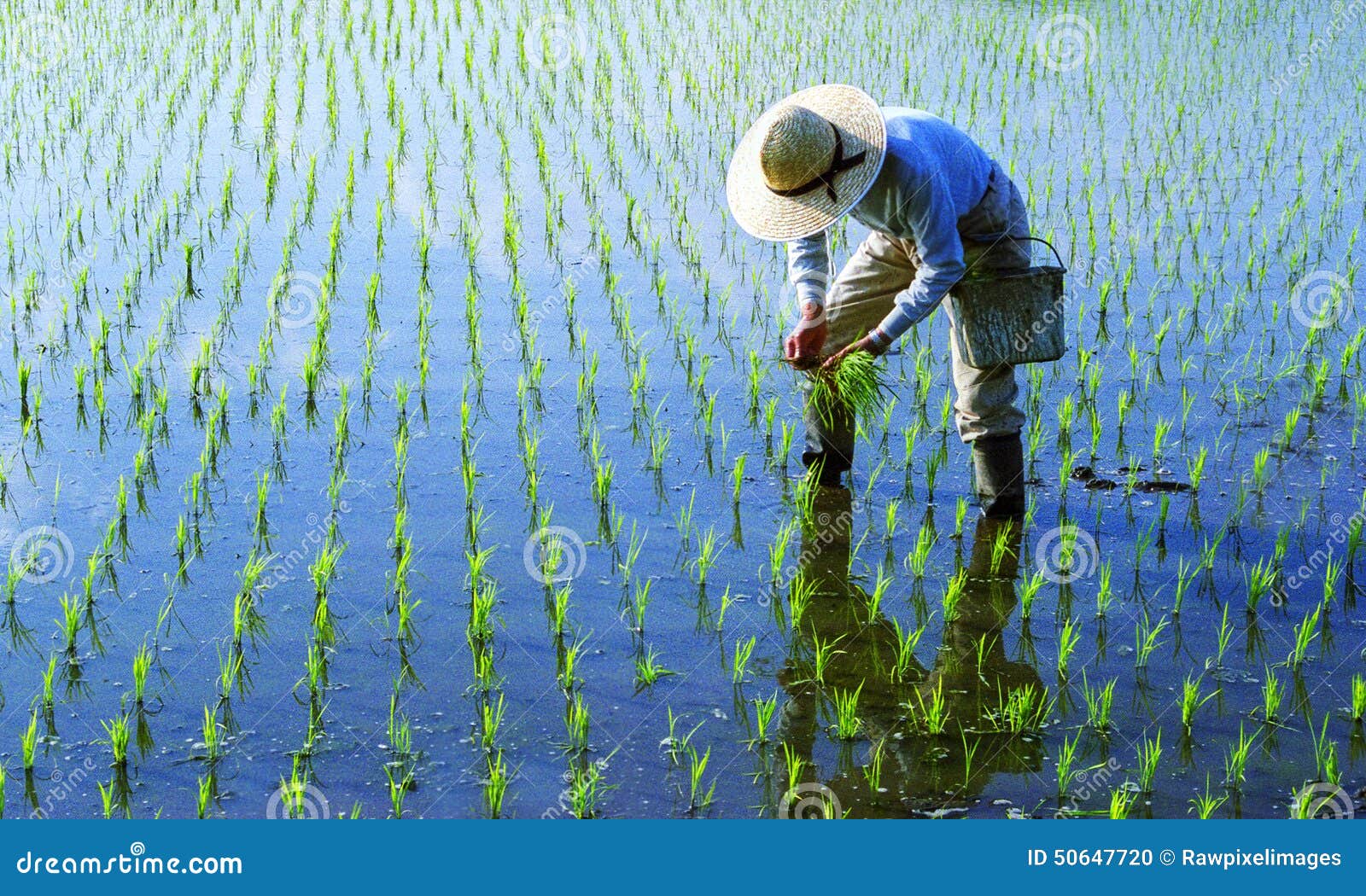 Japanese Farmer Tending the Rice Paddy Stock Photo - Image of labor ...