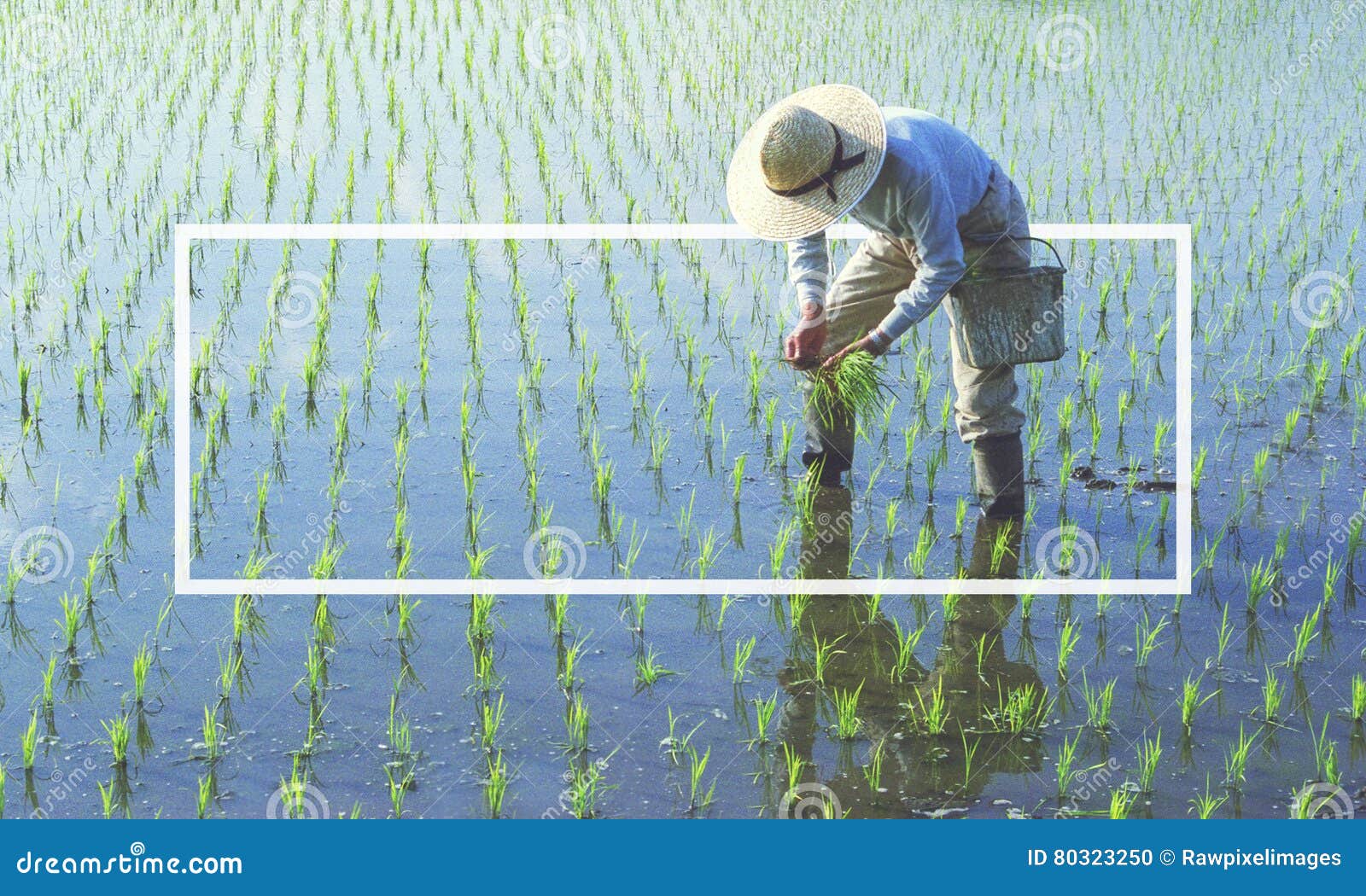 Japanese Farmer Tending the Rice Paddy Concept Stock Photo - Image of ...