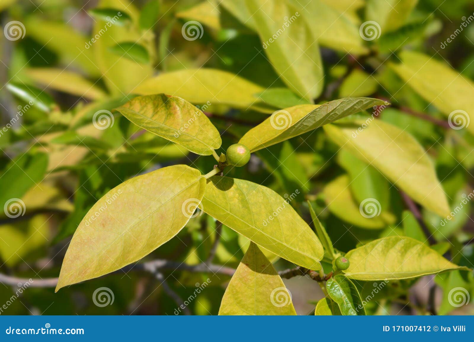 Japanese fig stock photo. Image of erecta, garden, nature - 171007412