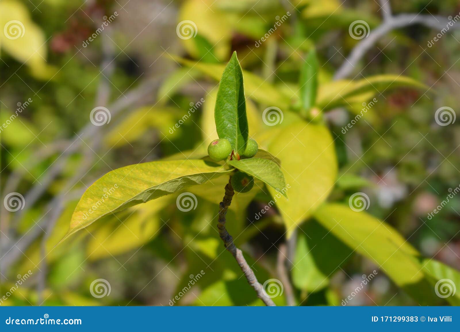 Japanese fig stock image. Image of erecta, botany, green - 171299383